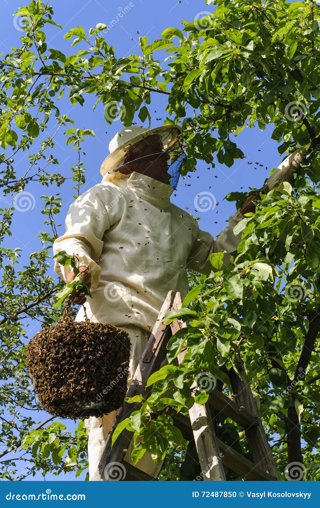 Beekeeper Holding a Bee Swarm Stock Photo - Image of beehive, apiary ...