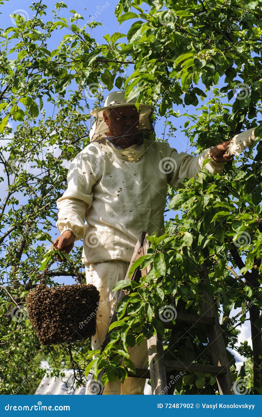 Beekeeper Holding a Bee Swarm Stock Photo - Image of summer, beekeeping ...