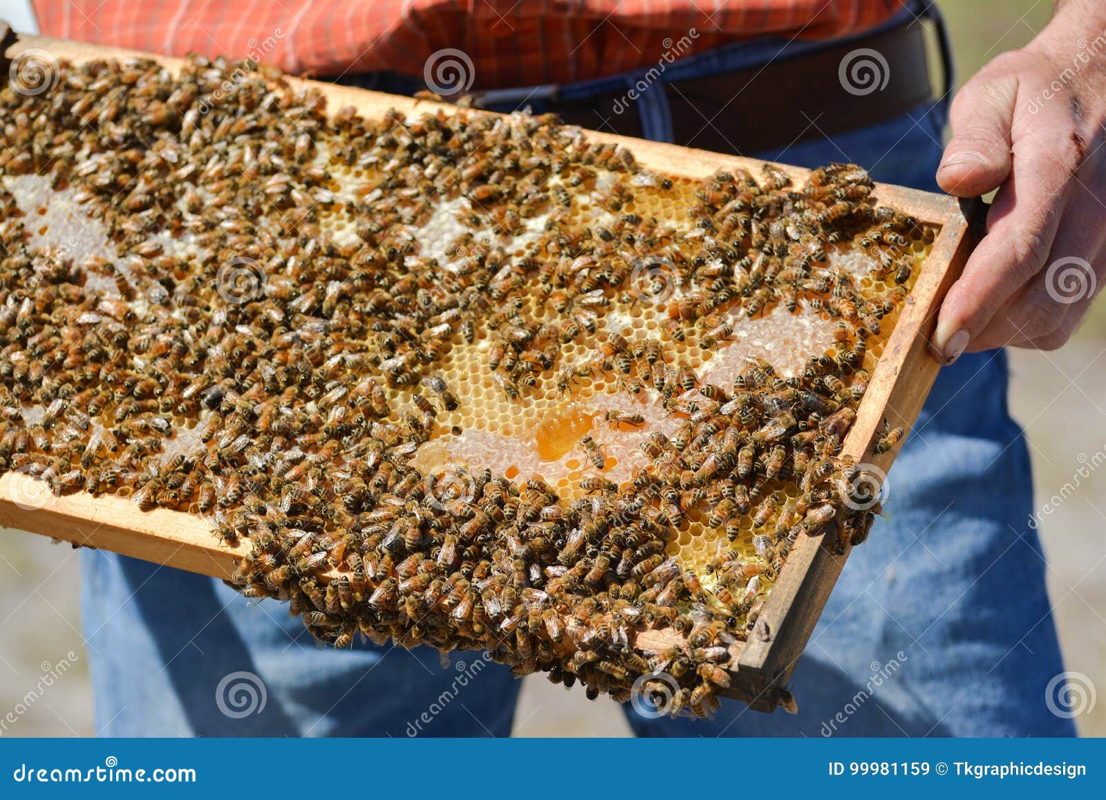 Beekeeper is Holding Bees` Honeycomb with Bees in His Hand. Stock Image ...