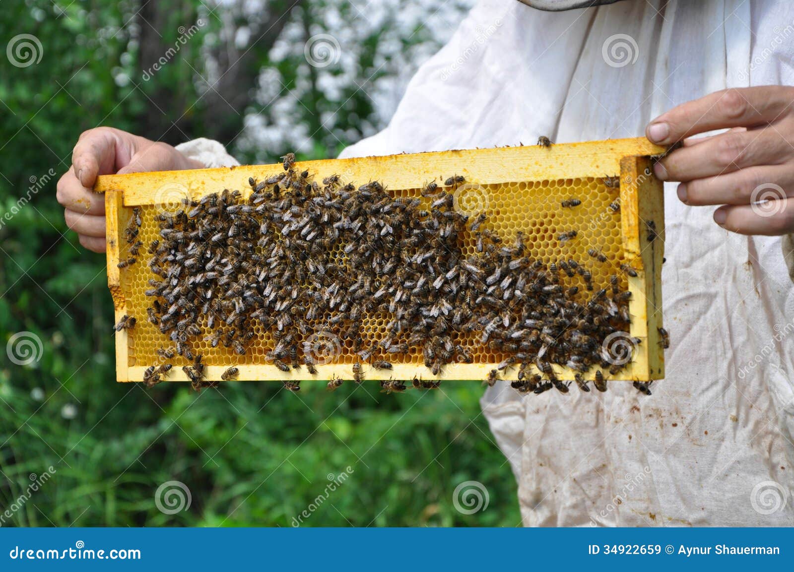 Russian Honey Bee