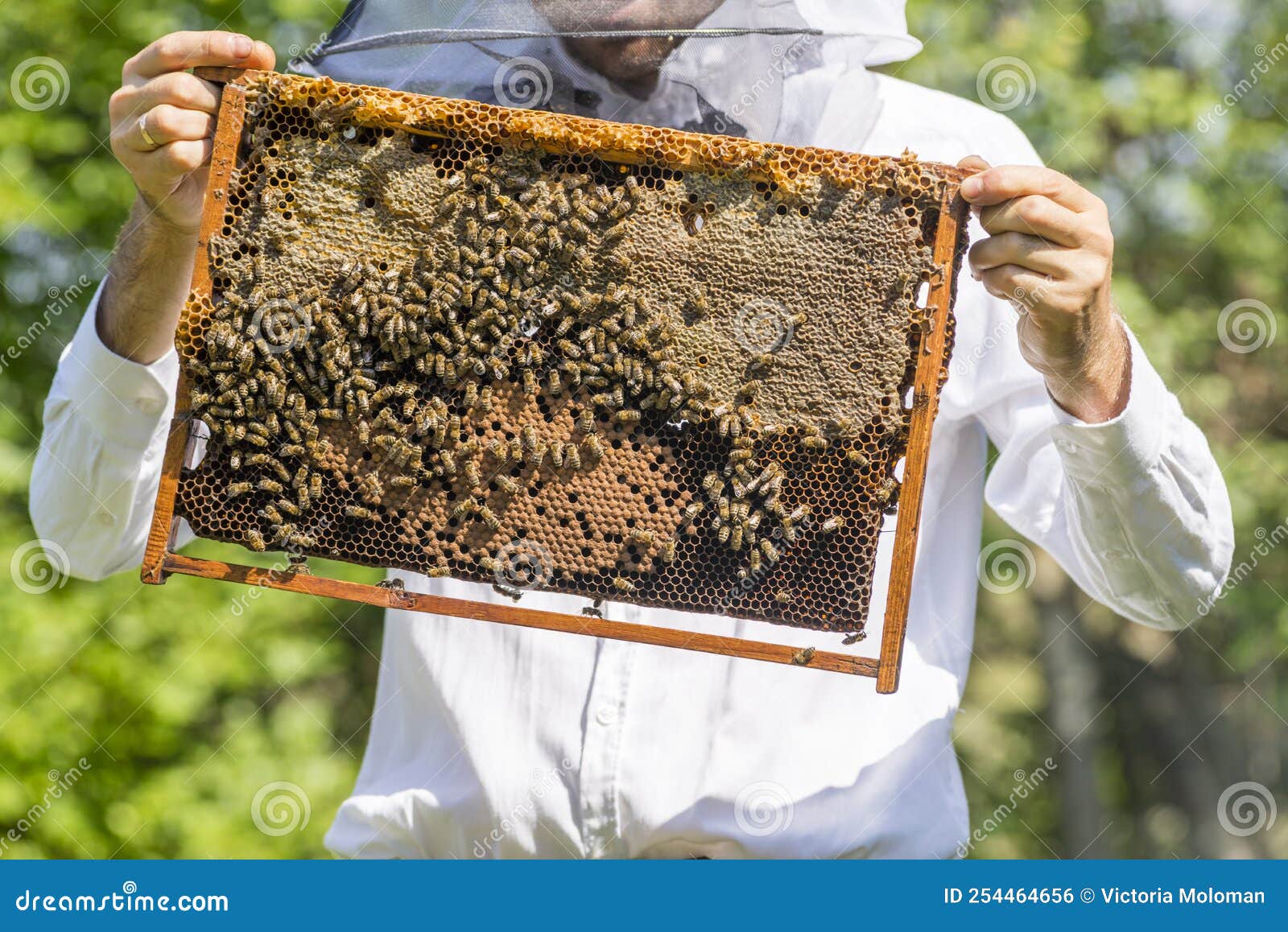 Beekeeper Holding Frame Background Texture Pattern Section Wax Bees ...