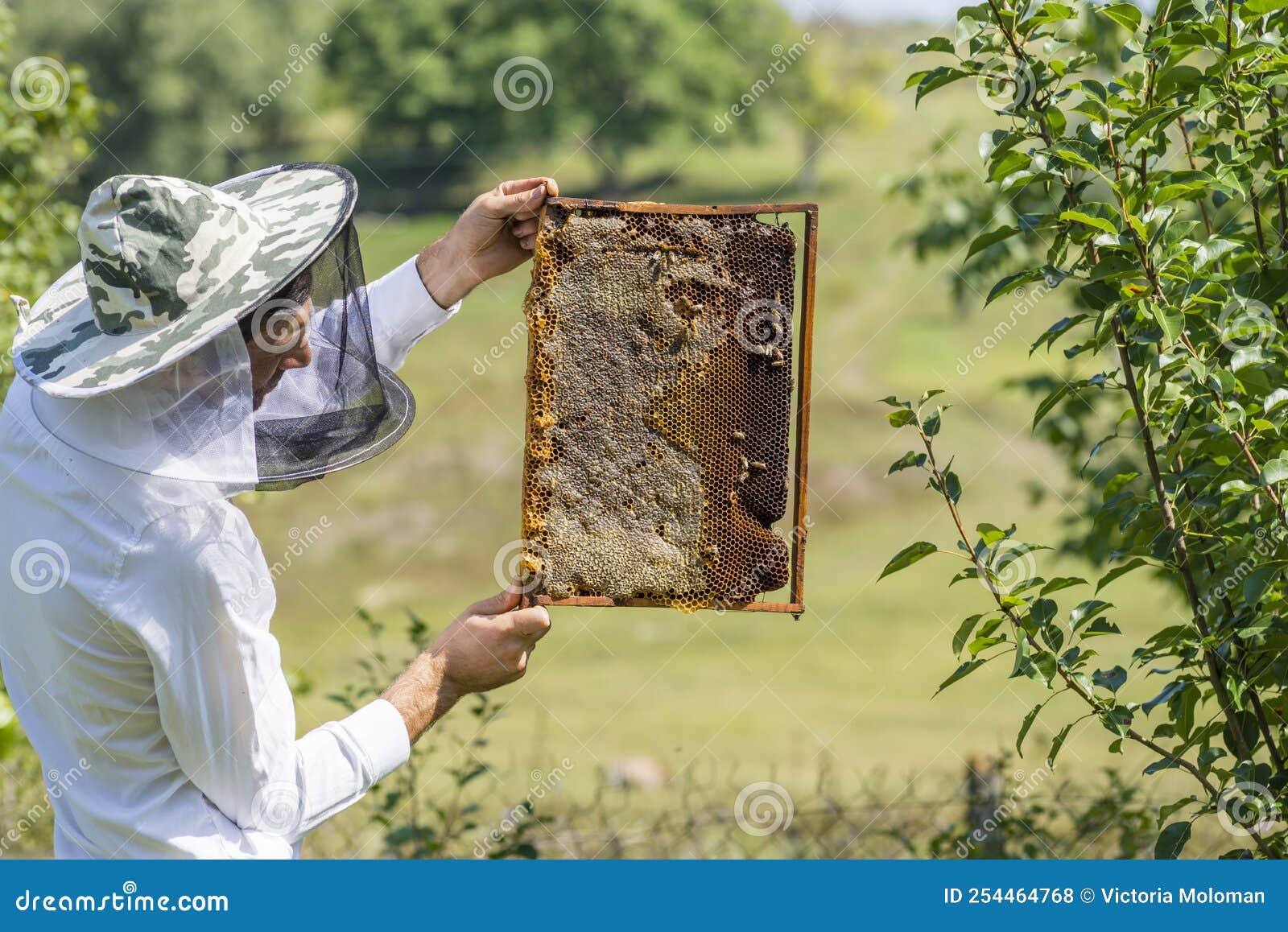 Beekeeper Holding Frame Background Texture Pattern Section Wax Bees ...