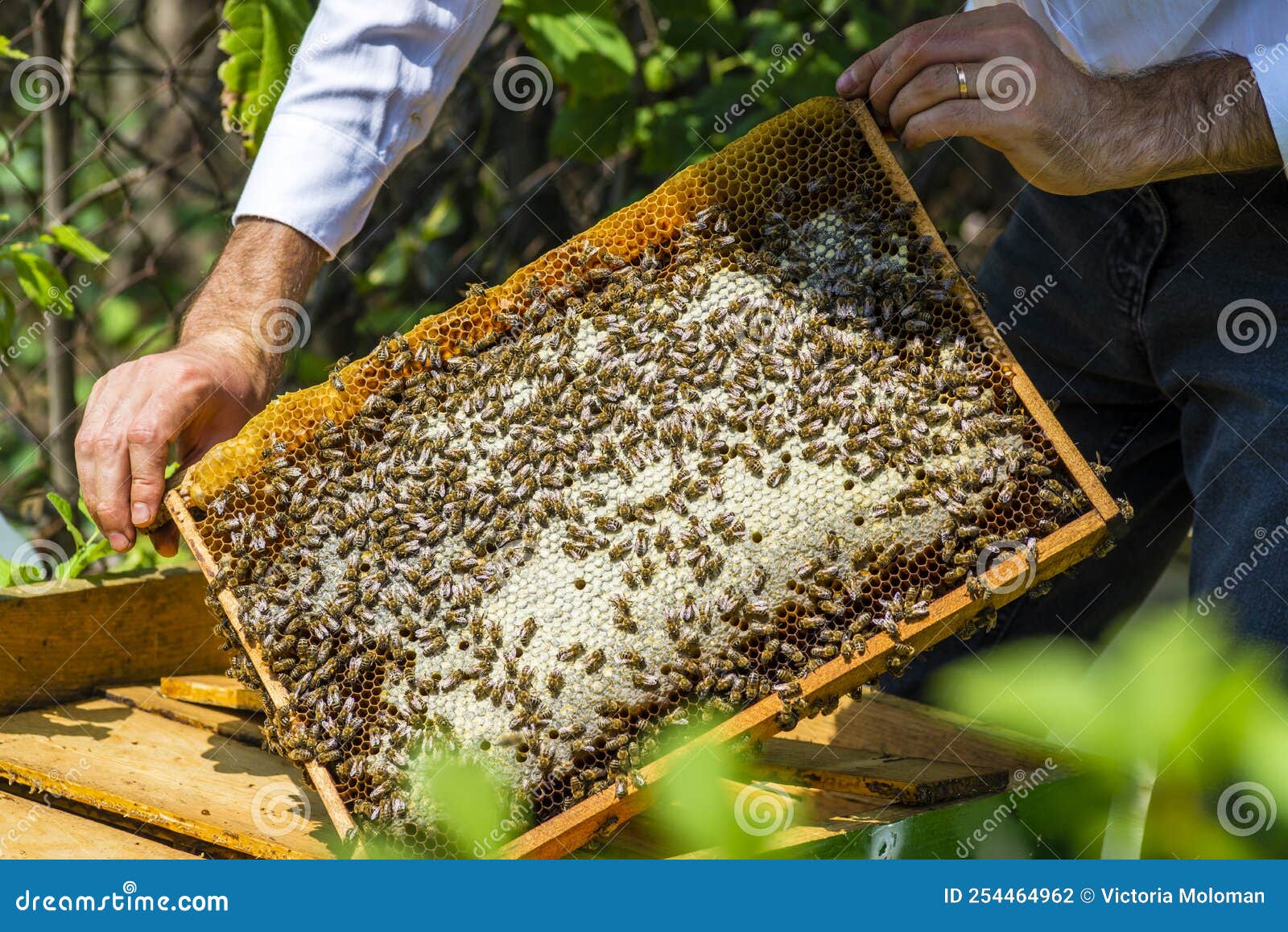 Beekeeper Holding Frame Background Texture Pattern Section Wax Bees ...