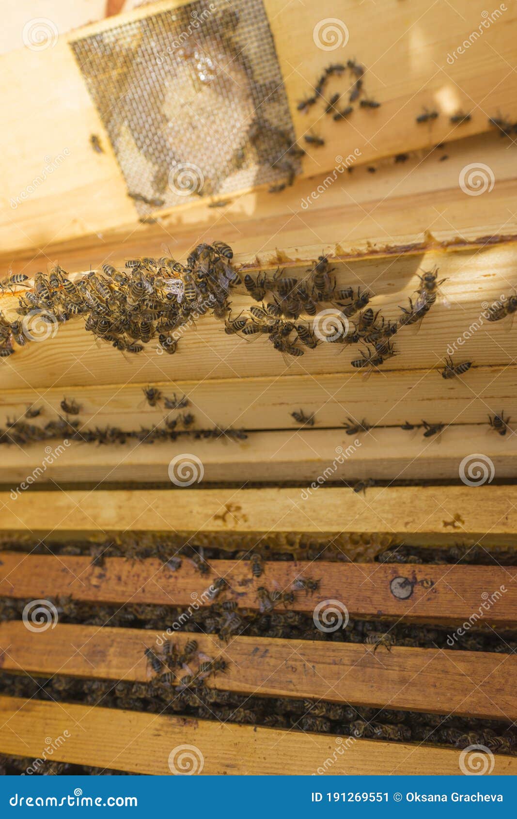 Life of Bees. Worker Bees. the Bees Bring Honey. Beeswax, Apiary Stock ...
