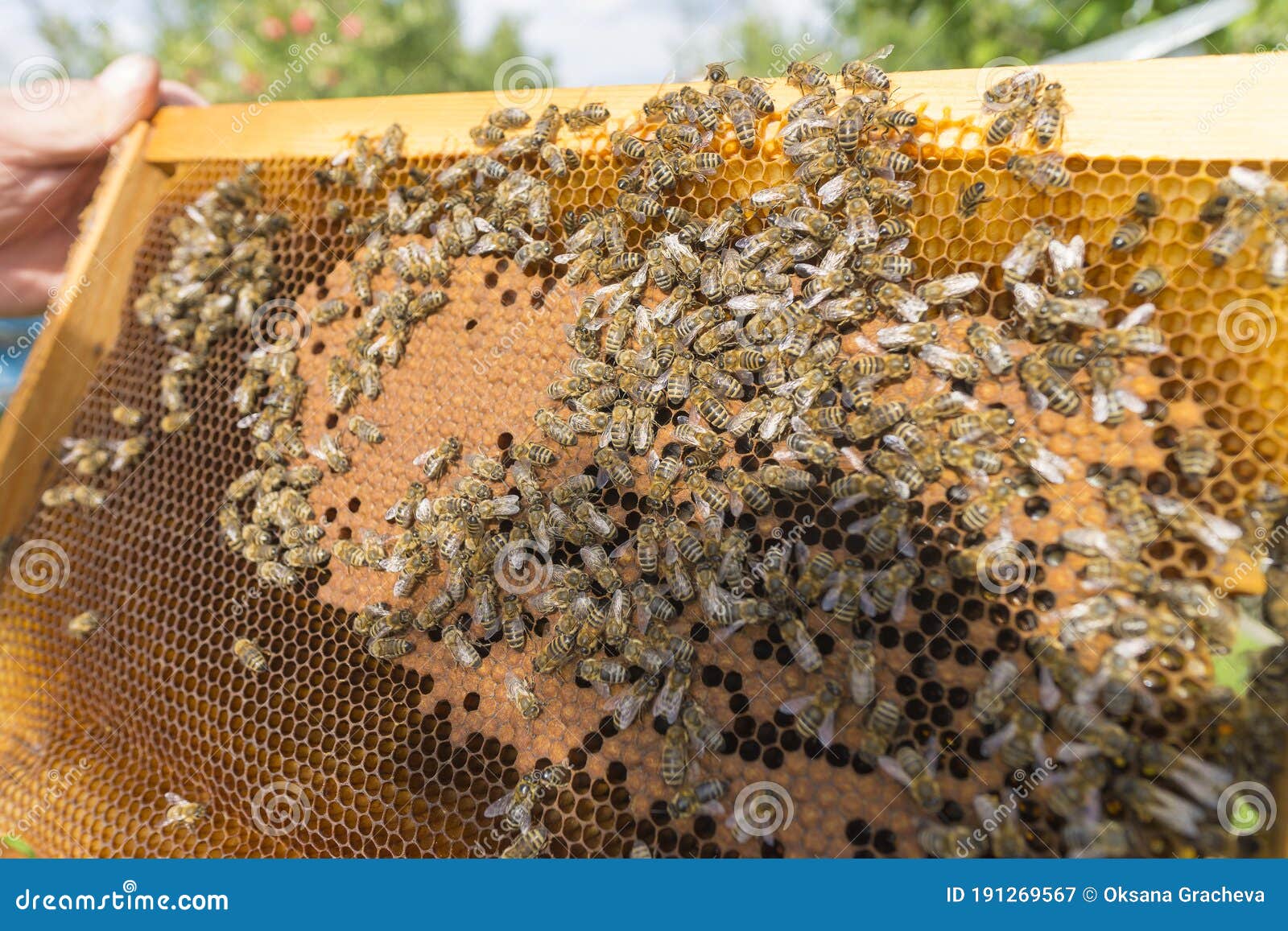 Life of Bees. Worker Bees. the Bees Bring Honey. Beeswax, Apiary Stock ...