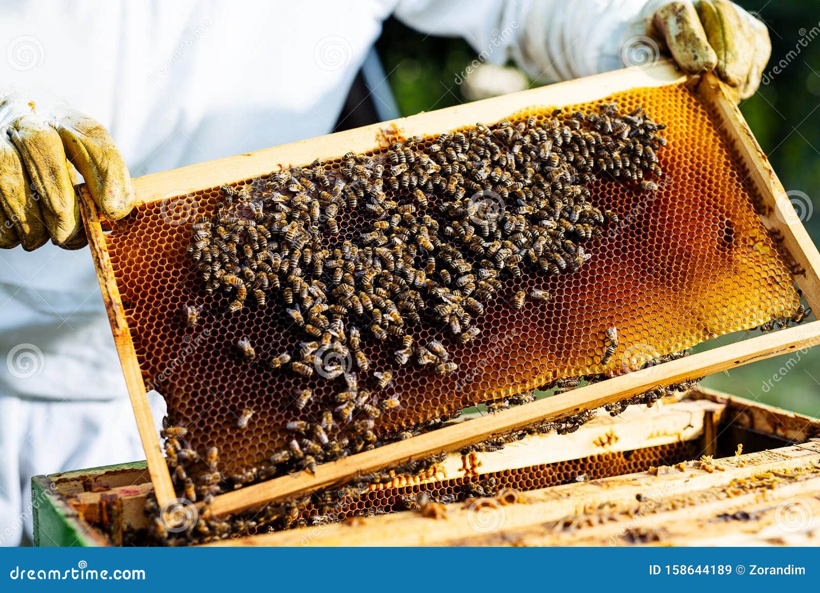 Beekeeper Holding Frame of Honeycomb with Bees. Stock Image - Image of ...