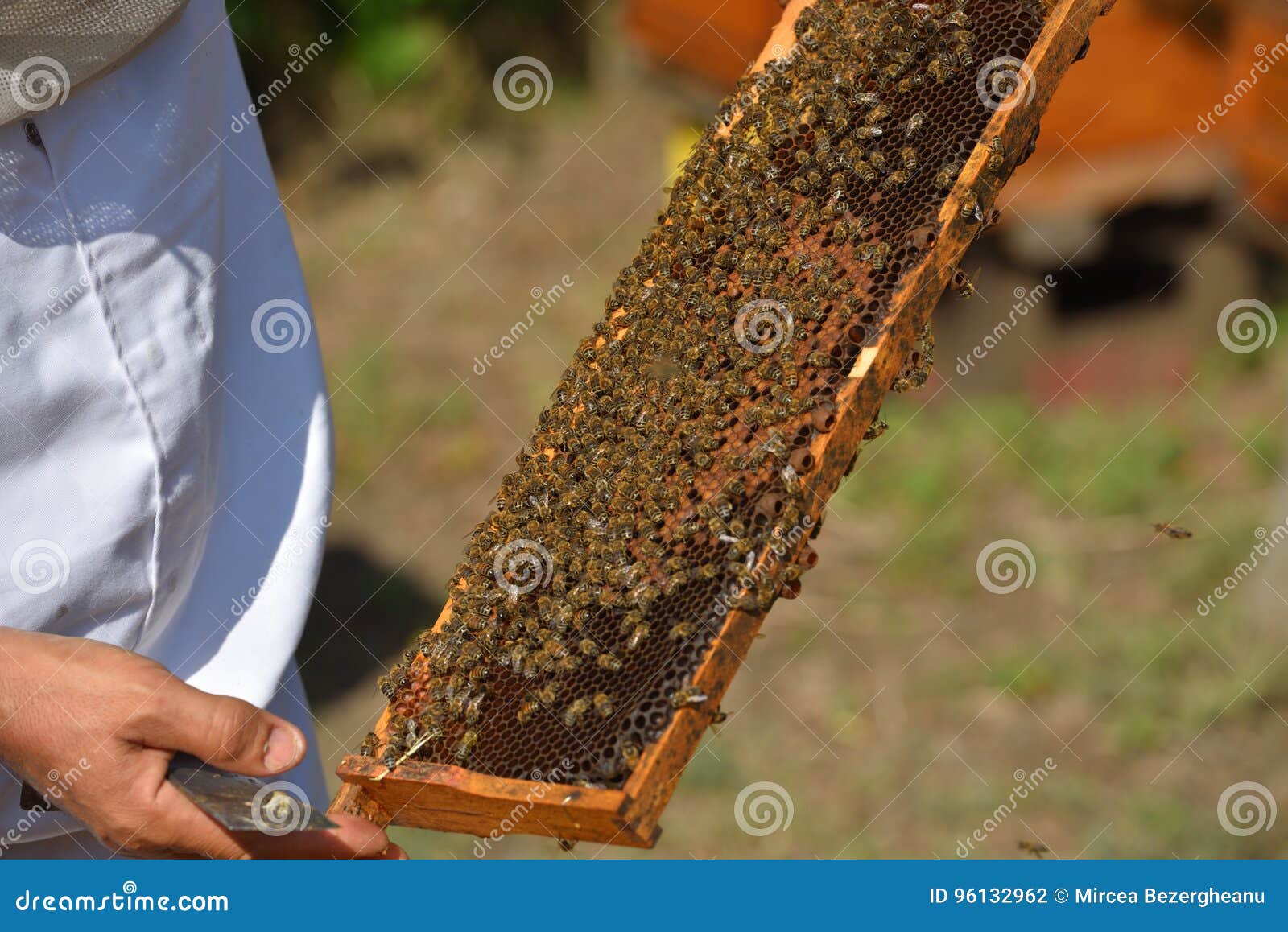 Beekeeper Holding A Honeycomb Full Of Bees. A Man Smiling And Gently ...