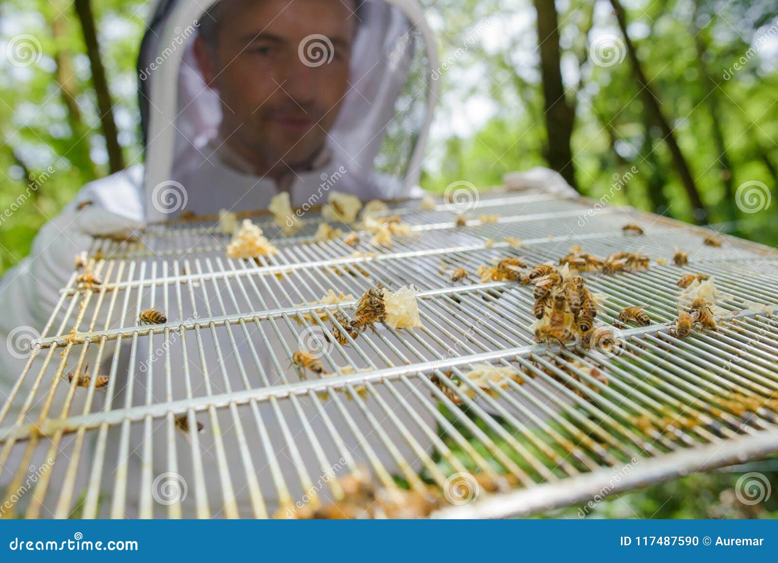 Beekeeper holding a grill stock photo. Image of bees - 117487590