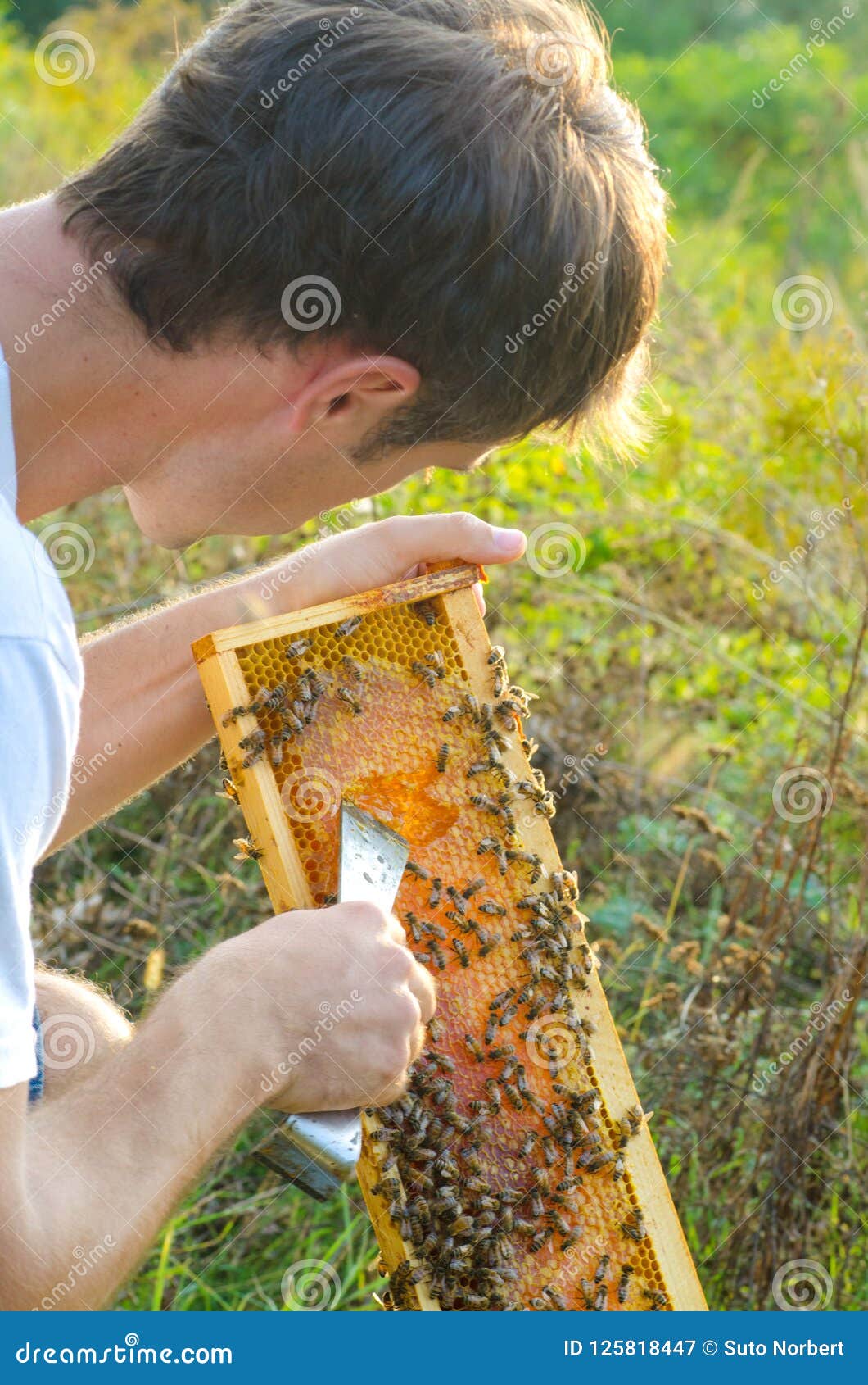 Beekeeper Holding a Honeycomb Full of Bees Editorial Photography ...