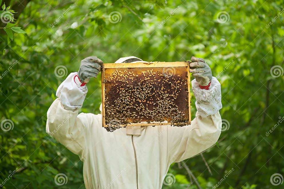 Beekeeper Holding a Honeycomb Full of Bees Stock Photo - Image of ...
