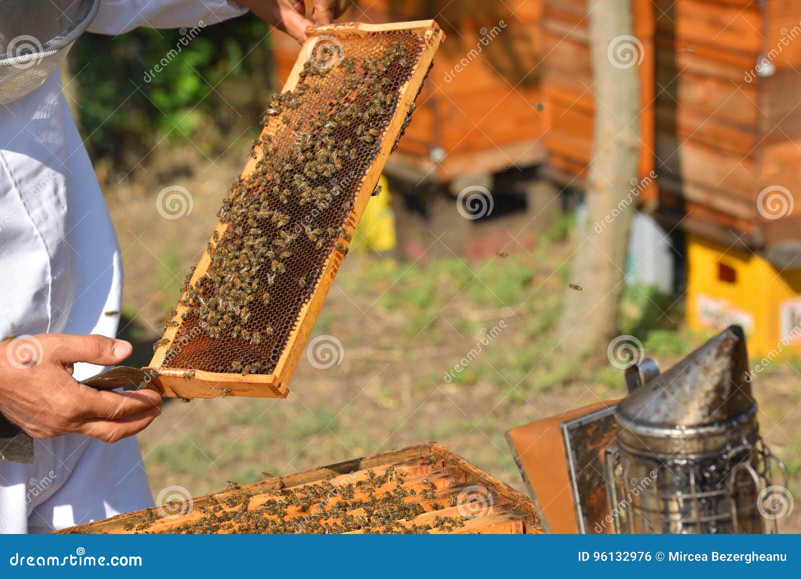 Beekeeper Holding A Honeycomb Full Of Bees. Apiarist Inspecting ...