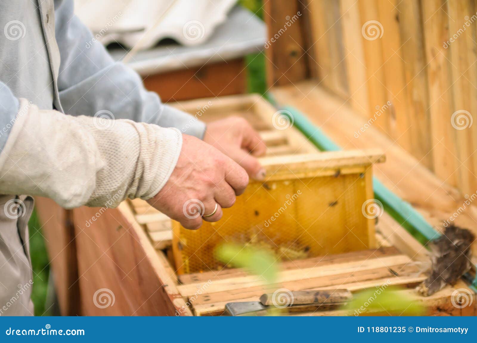 Beekeeper Holds a Bee Box with a Beehive Stock Image - Image of ...