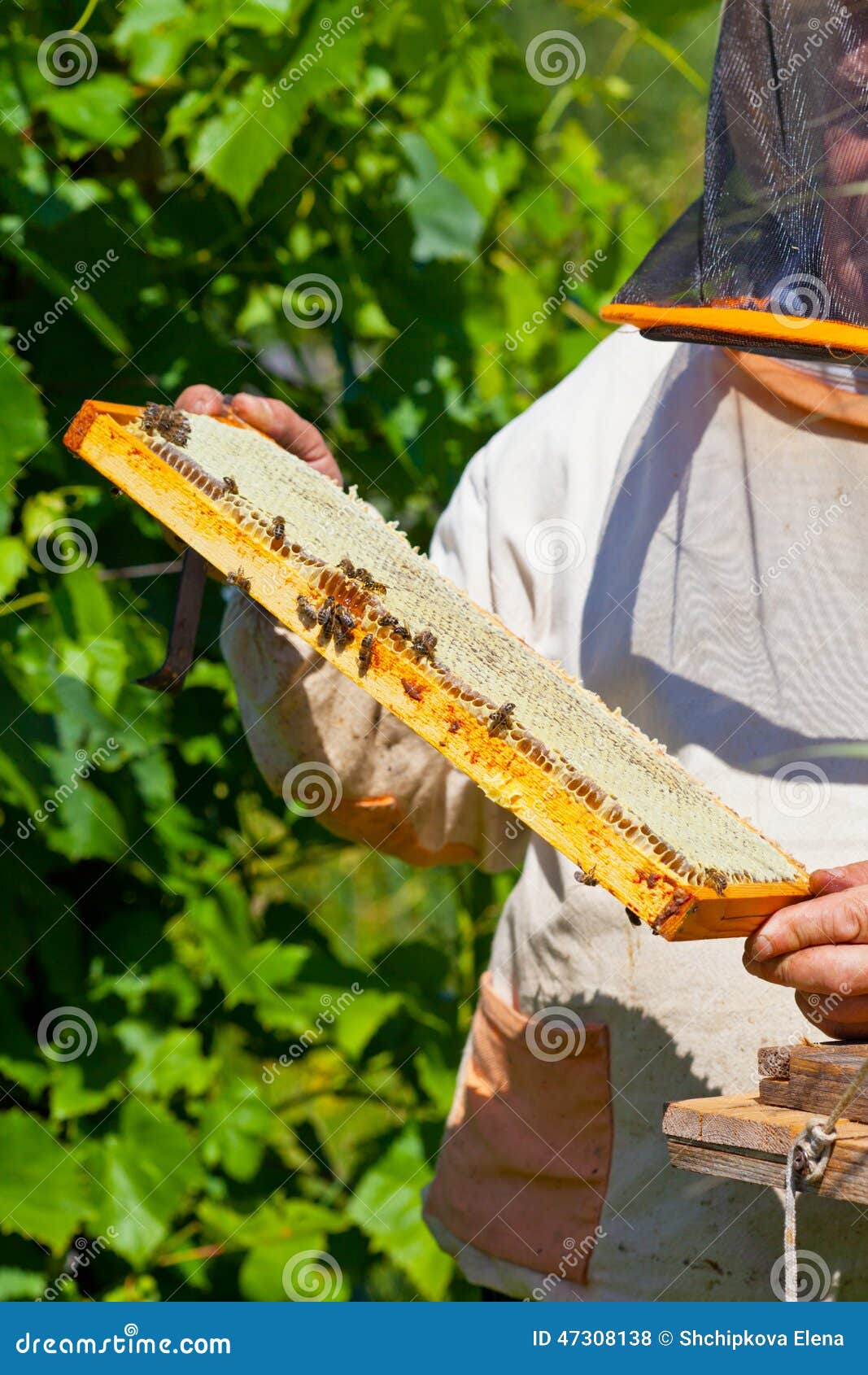 Beekeeper Holds in Hand a Frame with Honey Honeycombs Stock Photo ...