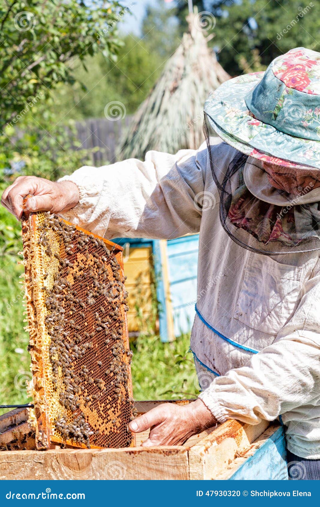 Beekeeper Holds in Hand a Frame with Honey Stock Photo - Image of holds ...
