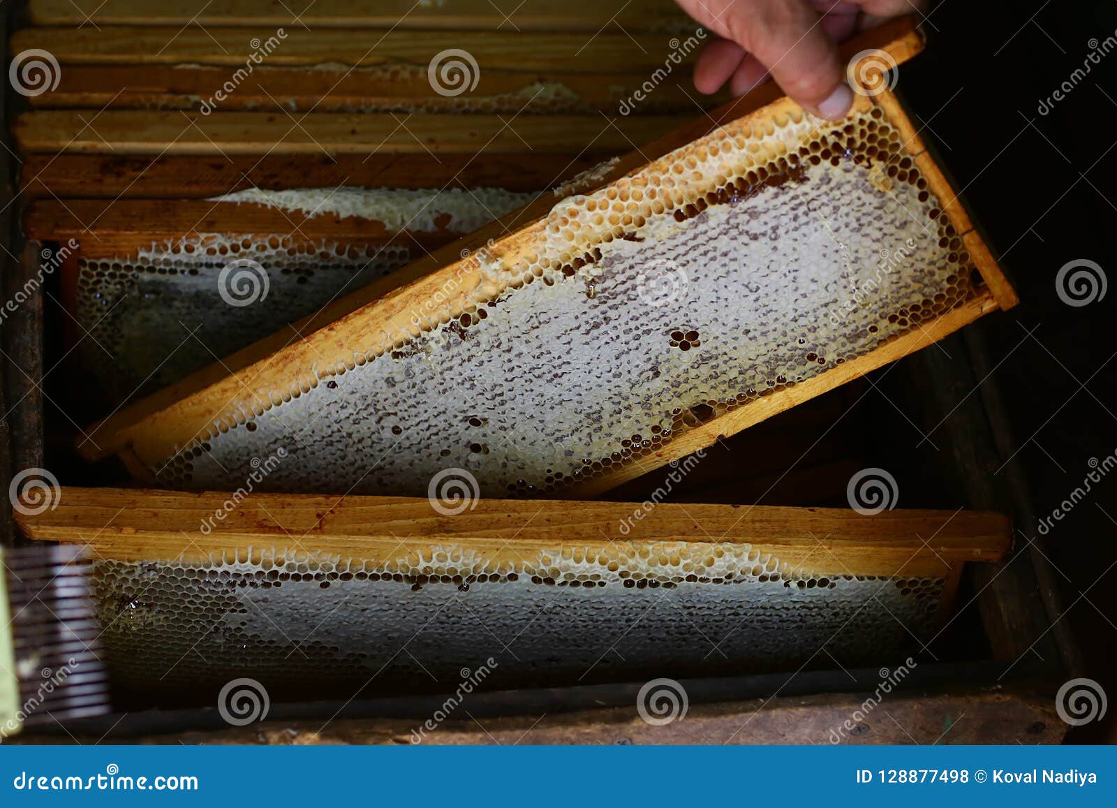 The Beekeeper Holds a Honey Cell with Bees in His Hands. Apiculture ...