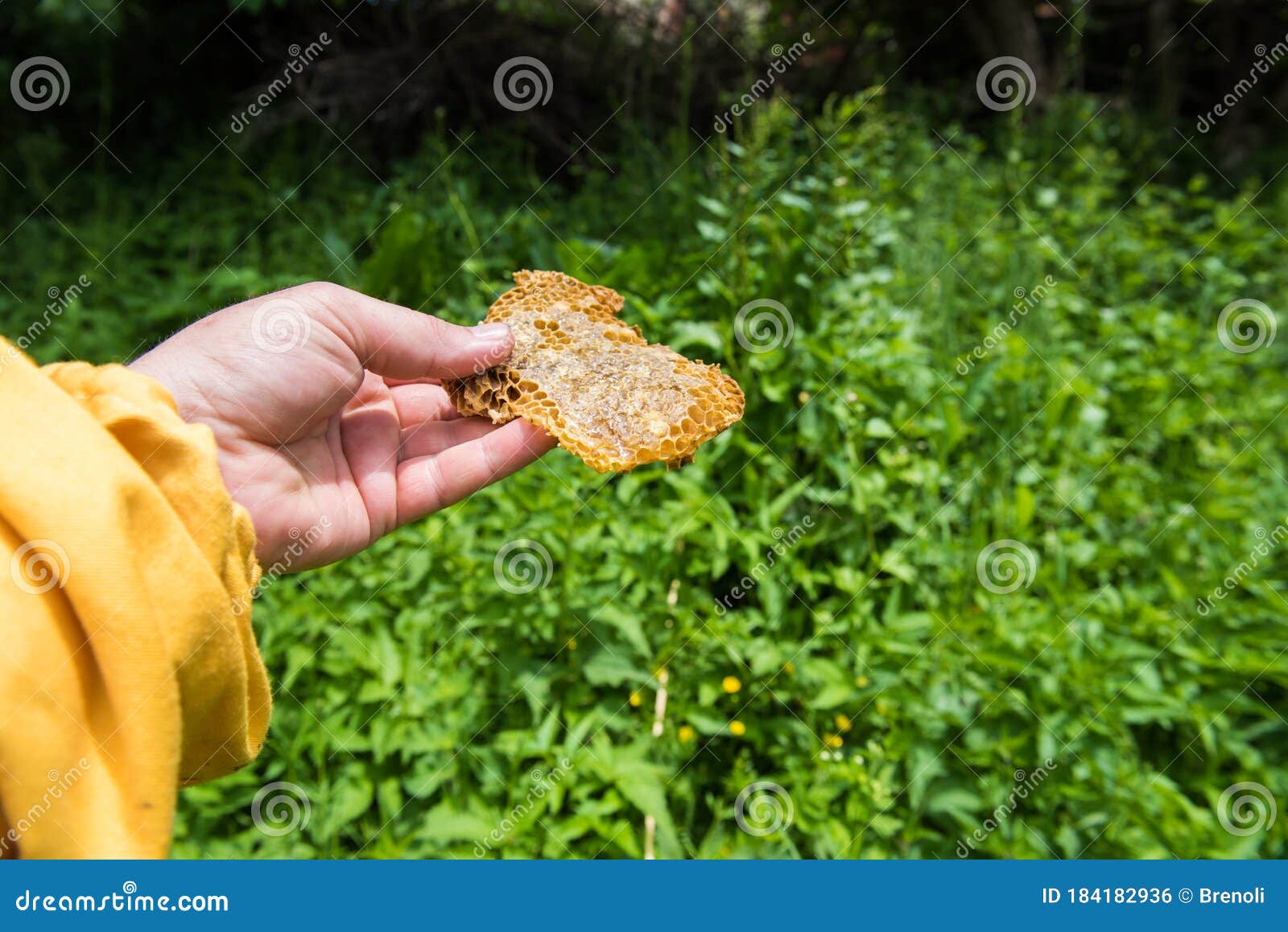 Sending Bees And Queen Bees In Boxes Mail. Boxes For Queen Bees ...