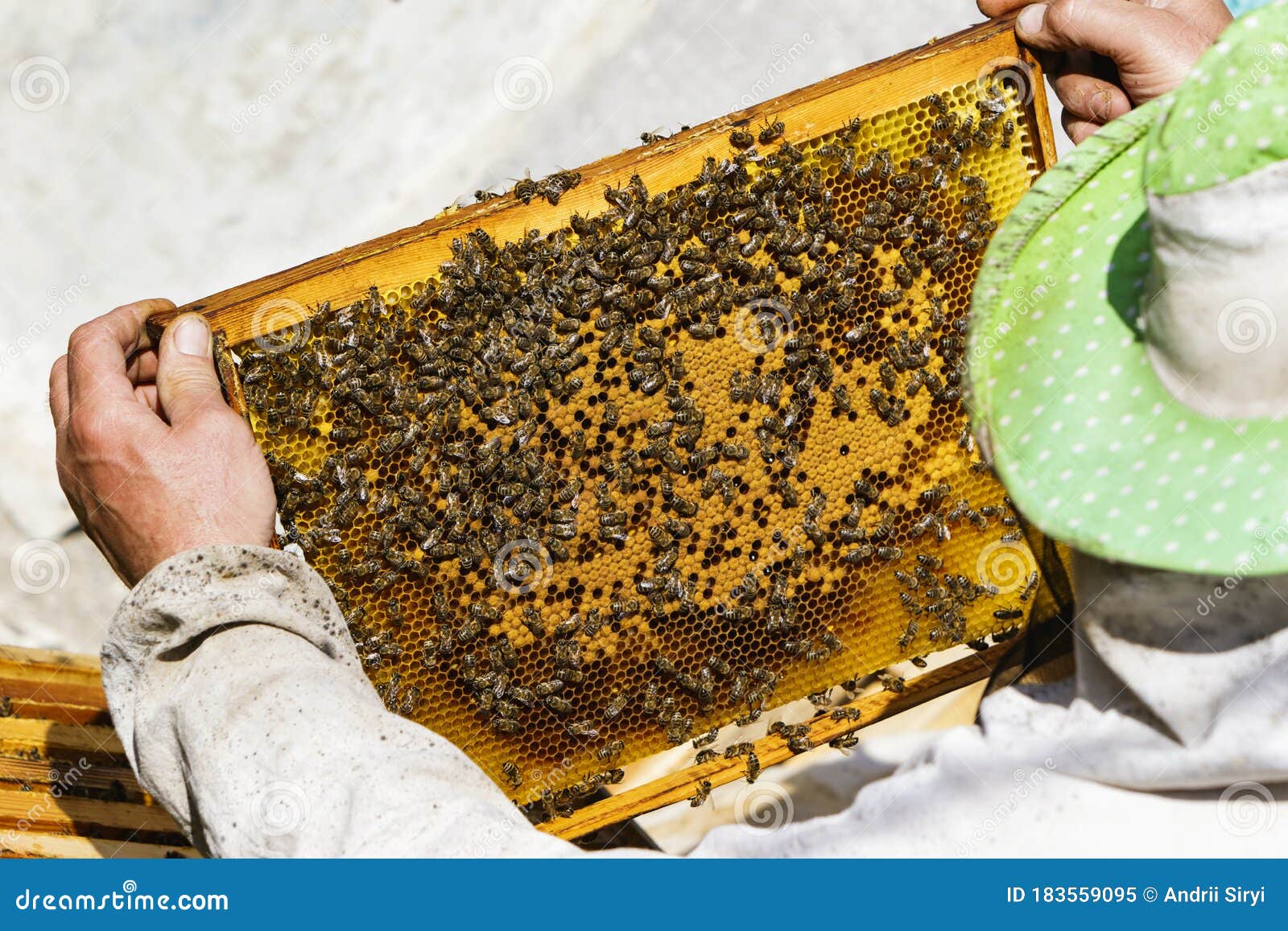 The Beekeeper Holds a Honeycomb Frame with Honey and Bees in the Apiary ...
