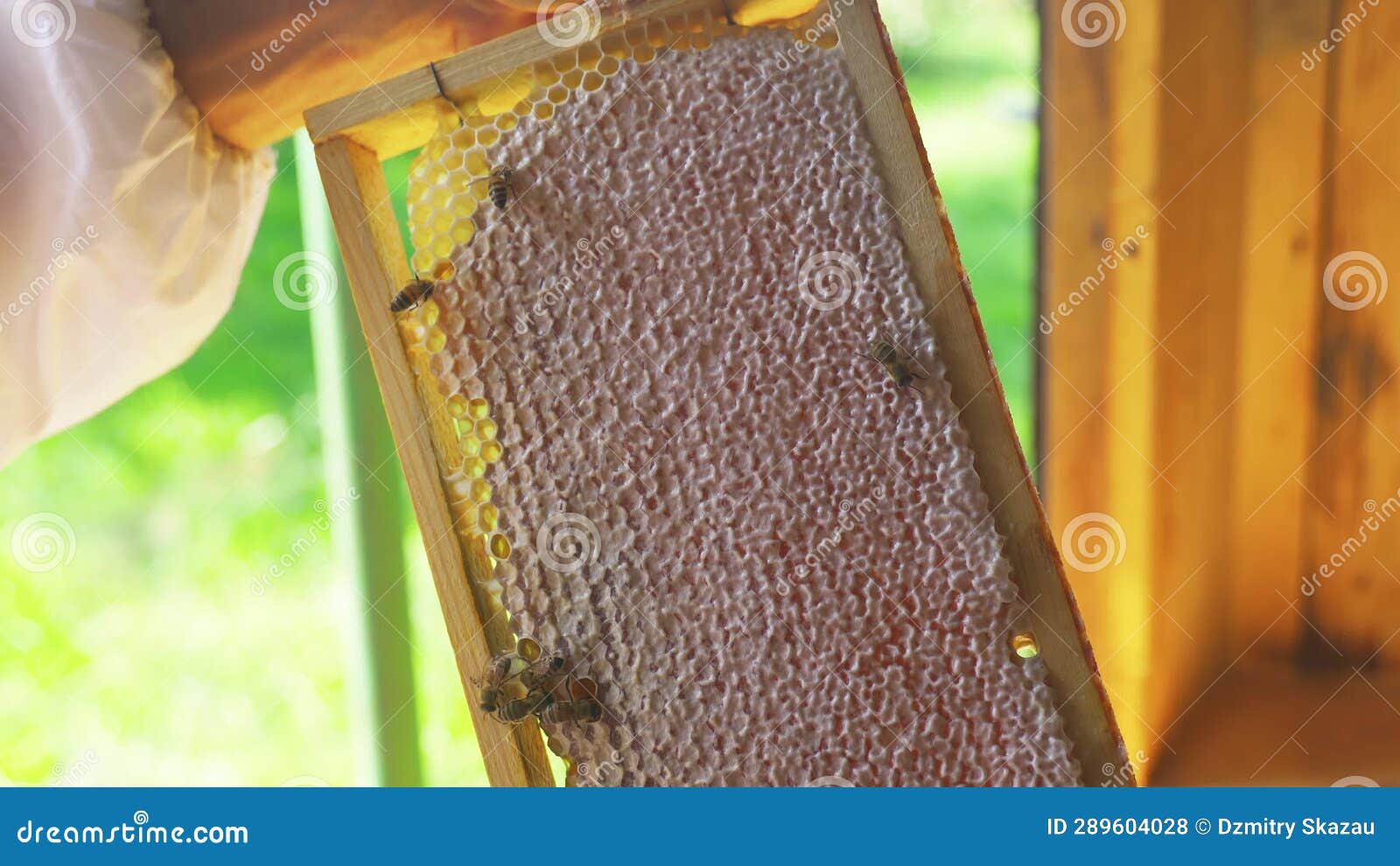 The Beekeeper Holds a Nesting Frame with Honey and Bees in His Hands ...