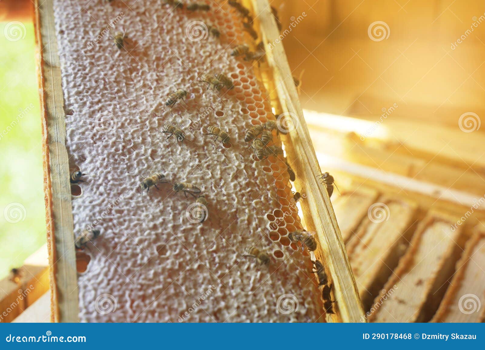 The Beekeeper Holds a Nesting Frame with Honey and Bees in His Hands ...