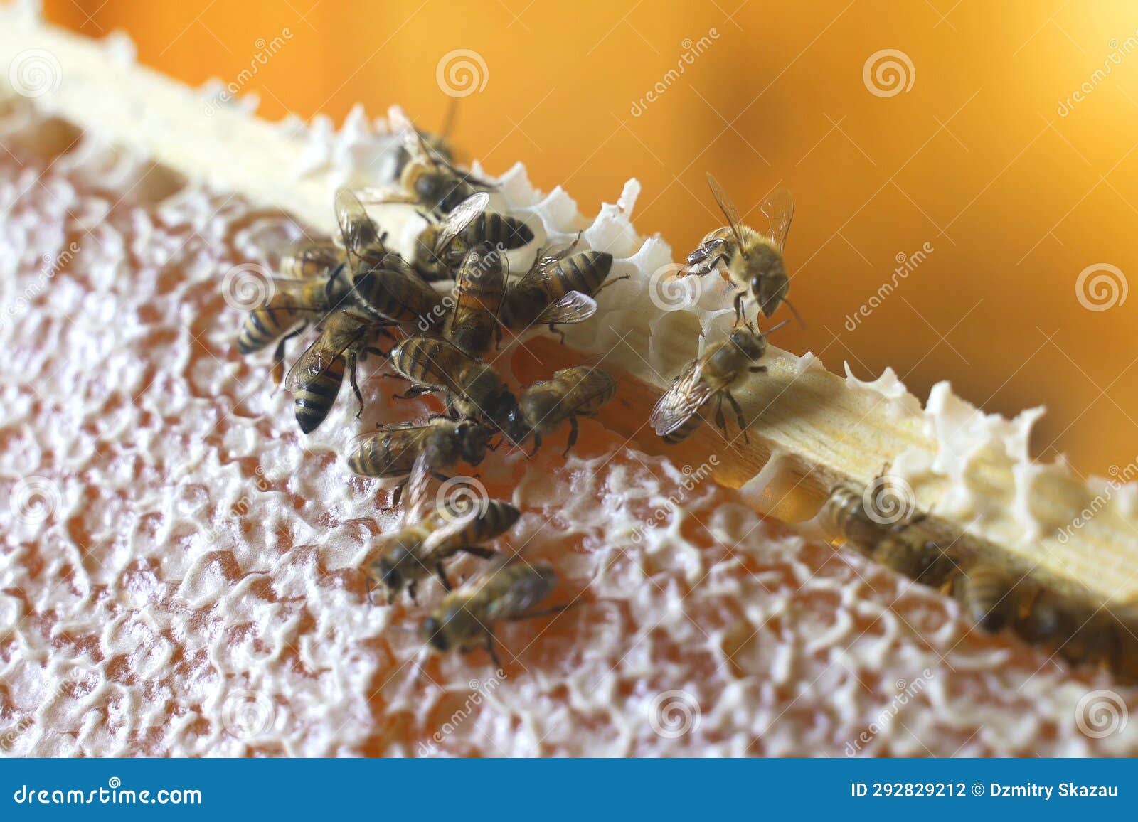 The Beekeeper Holds a Nesting Frame with Honey and Bees in His Hands ...