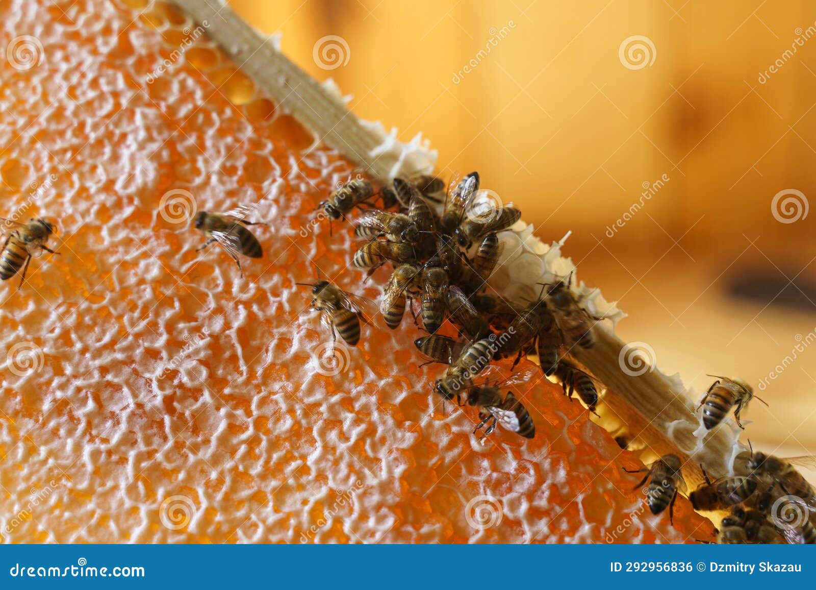 The Beekeeper Holds a Nesting Frame with Honey and Bees in His Hands ...