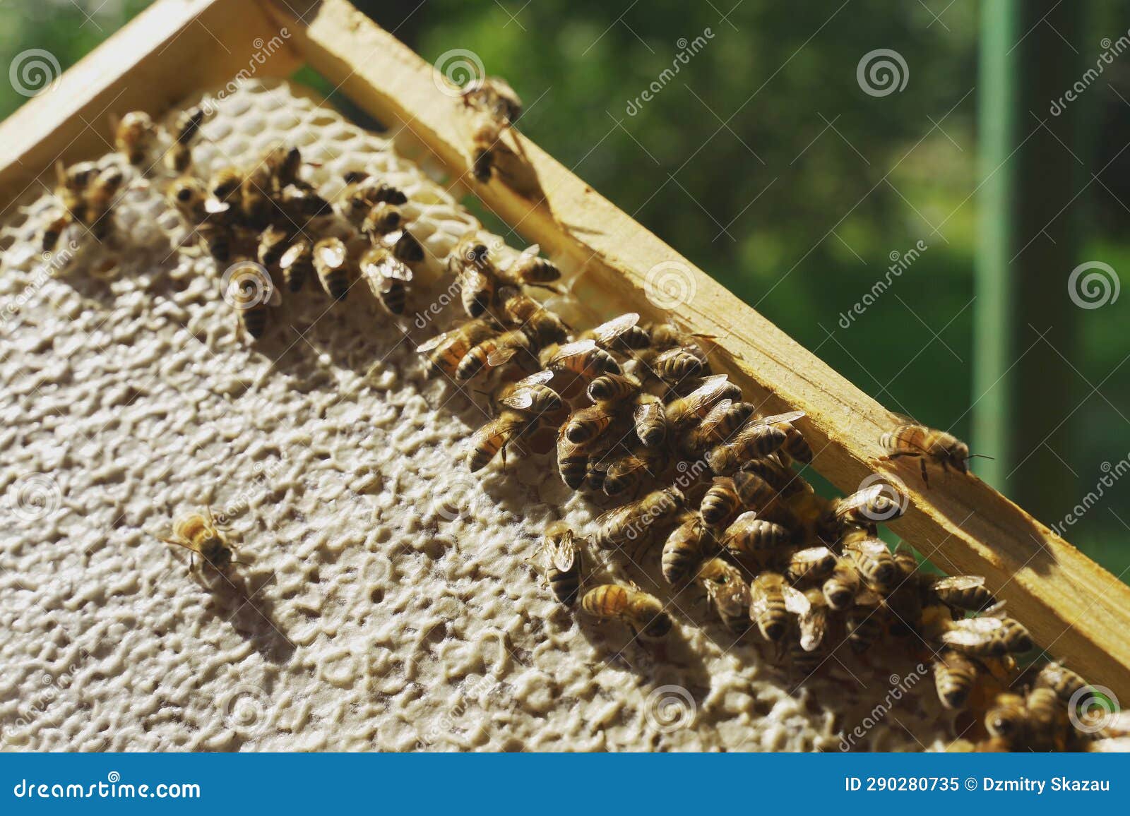 The Beekeeper Holds a Nesting Frame with Honey and Bees in His Hands ...
