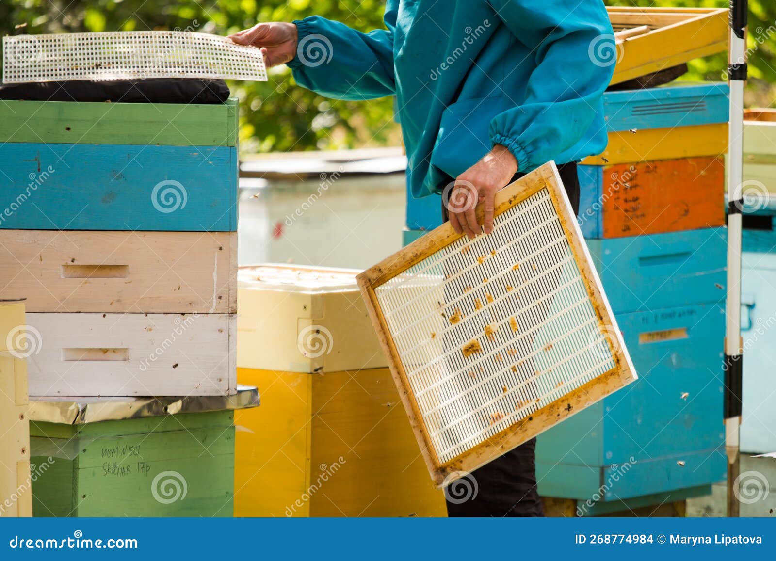 Beekeeper Holds Queen Excluder. Stock Photo - Image of frame, equipment ...