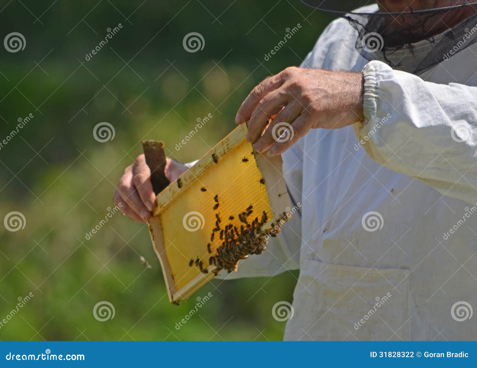 Beekeeper with honey comb stock photo. Image of garden - 31828322