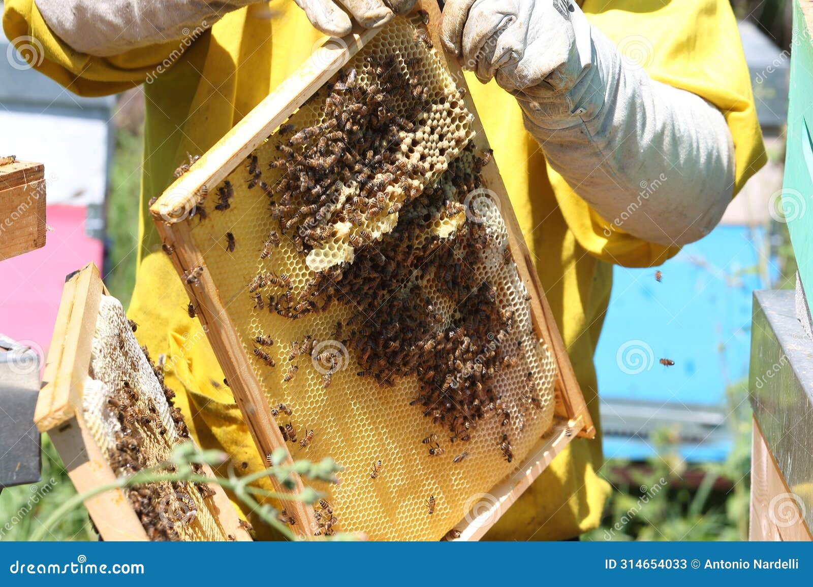 The Beekeeper with the Honeycomb Full of Honey and Bees Stock Image ...