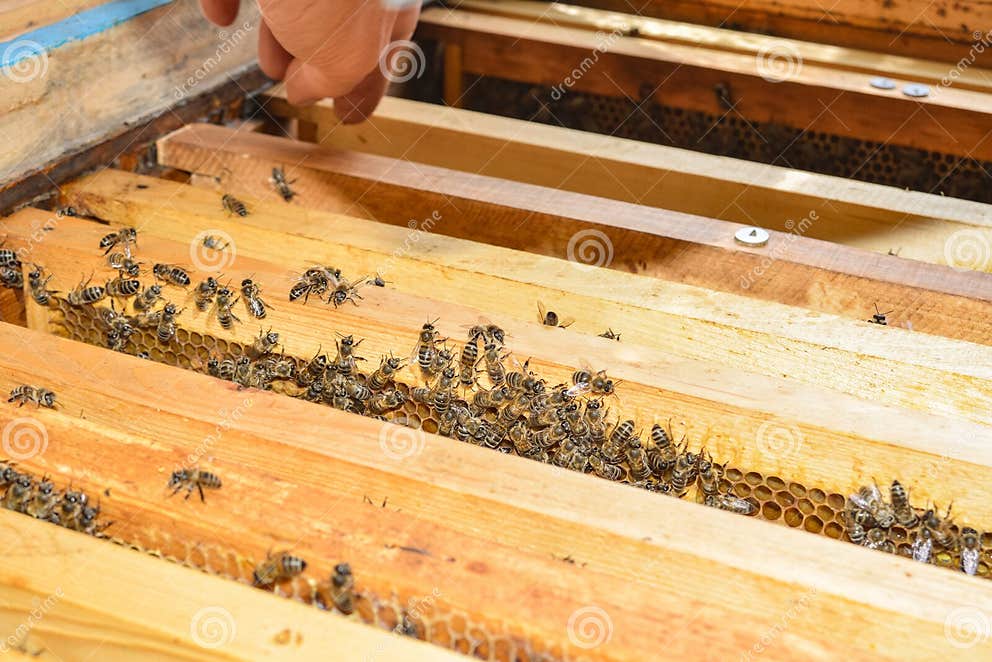The Beekeeper Inserts Frames with Honeycombs and Bees into the Hive in ...