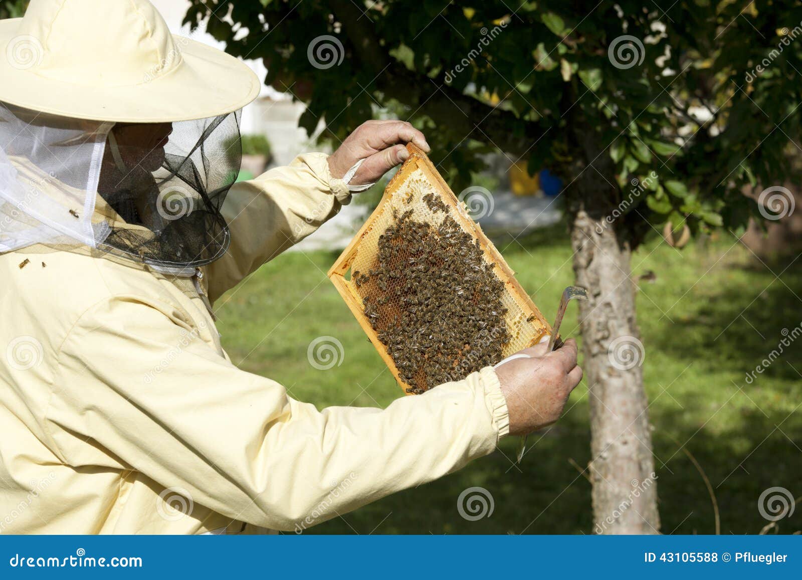 Beekeeper inspected hive stock photo. Image of honey - 43105588