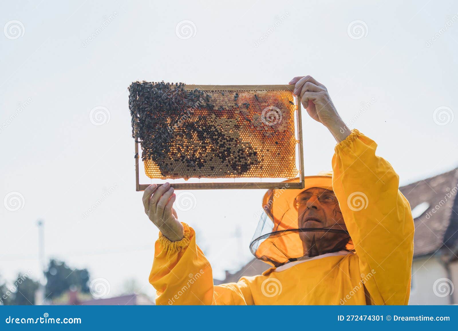 Beekeeper Inspecting Bee Hive Frame, Colony Health, and Size Stock ... Beekeeper Inspecting Bee Hive Frame, Colony Health, and Size Stock ...