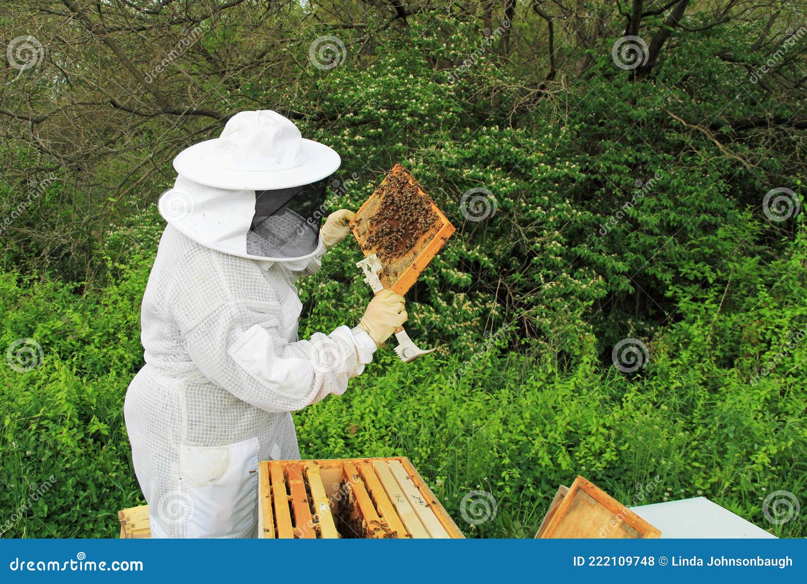 Beekeeper Inspecting a Brood Comb Frame Stock Photo - Image of ... Beekeeper Inspecting a Brood Comb Frame Stock Photo - Image of ...