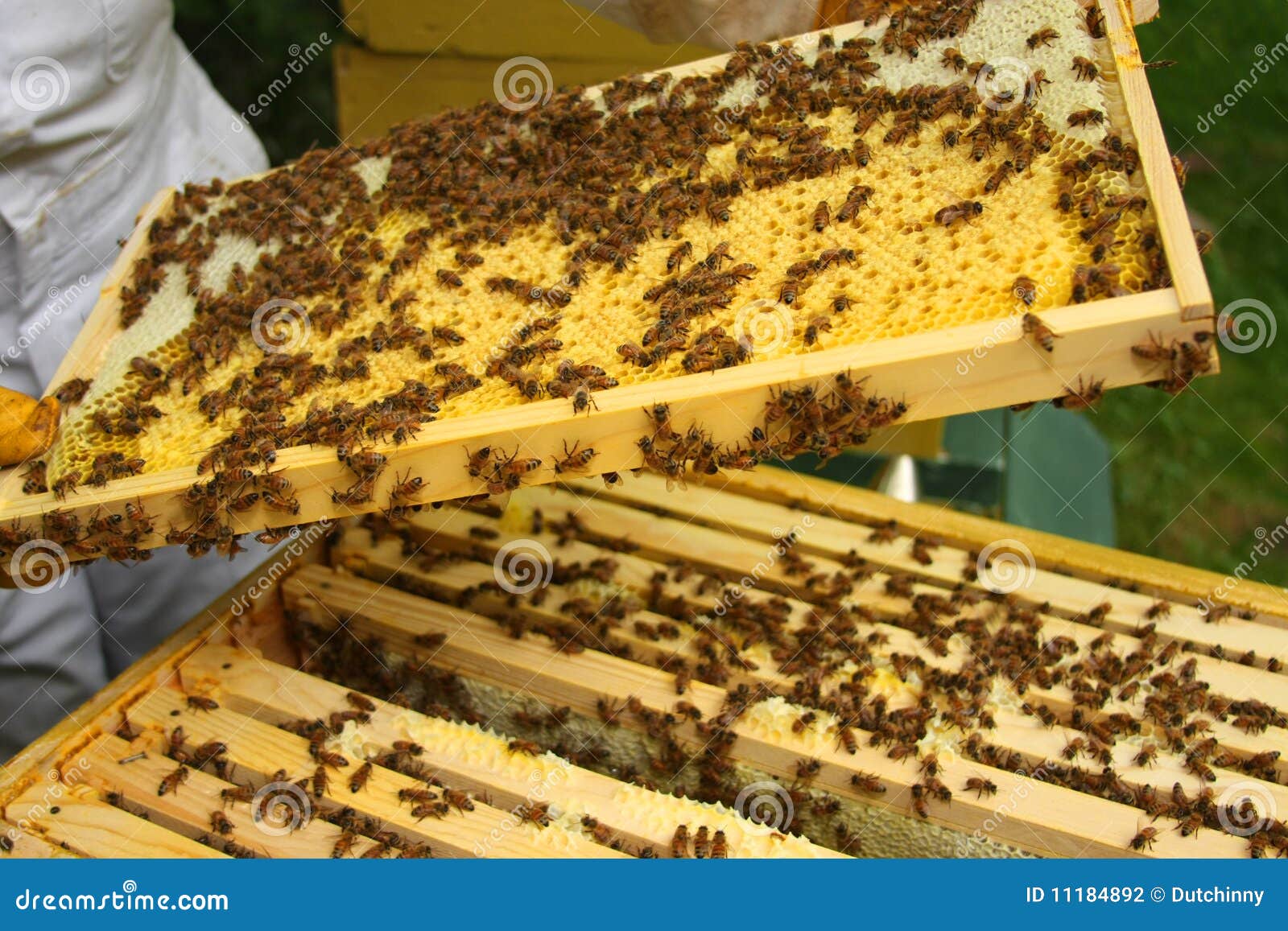 Beekeeper inspecting hive stock photo. Image of cover - 11184892
