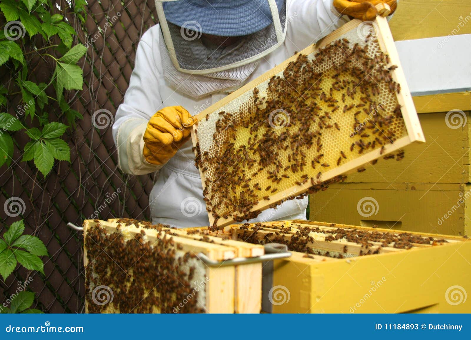 Beekeeper inspecting hive stock image. Image of hold - 11184893