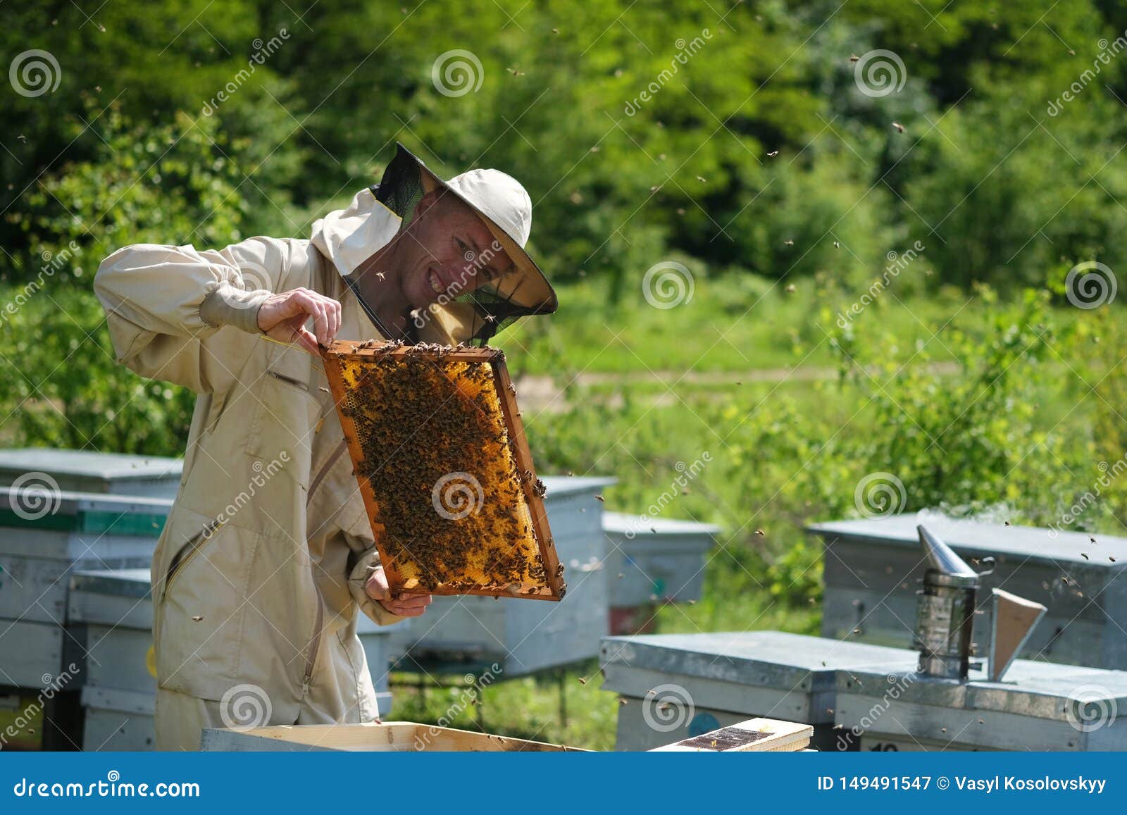 Beekeeper Inspecting Honeycomb Frame at Apiary at the Summer Day. Man ...