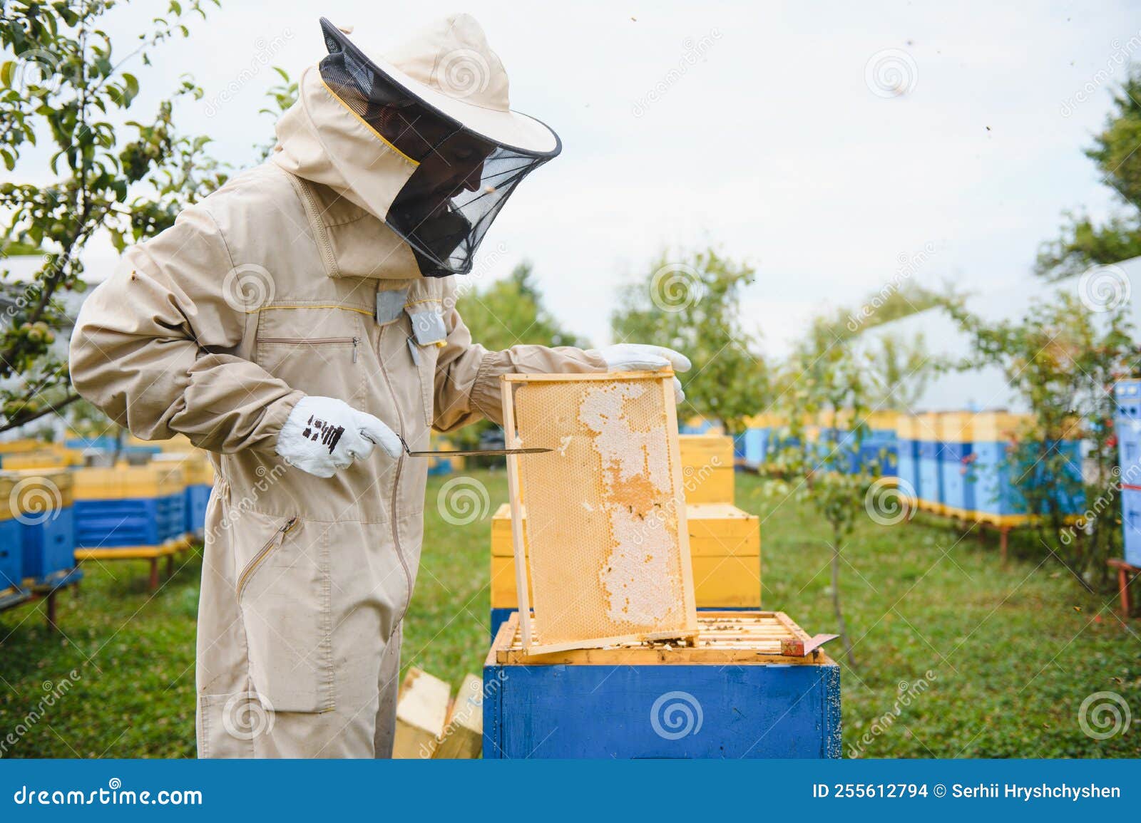 Beekeeper Inspecting Honeycomb Frame at Apiary at the Summer Day. Man ...