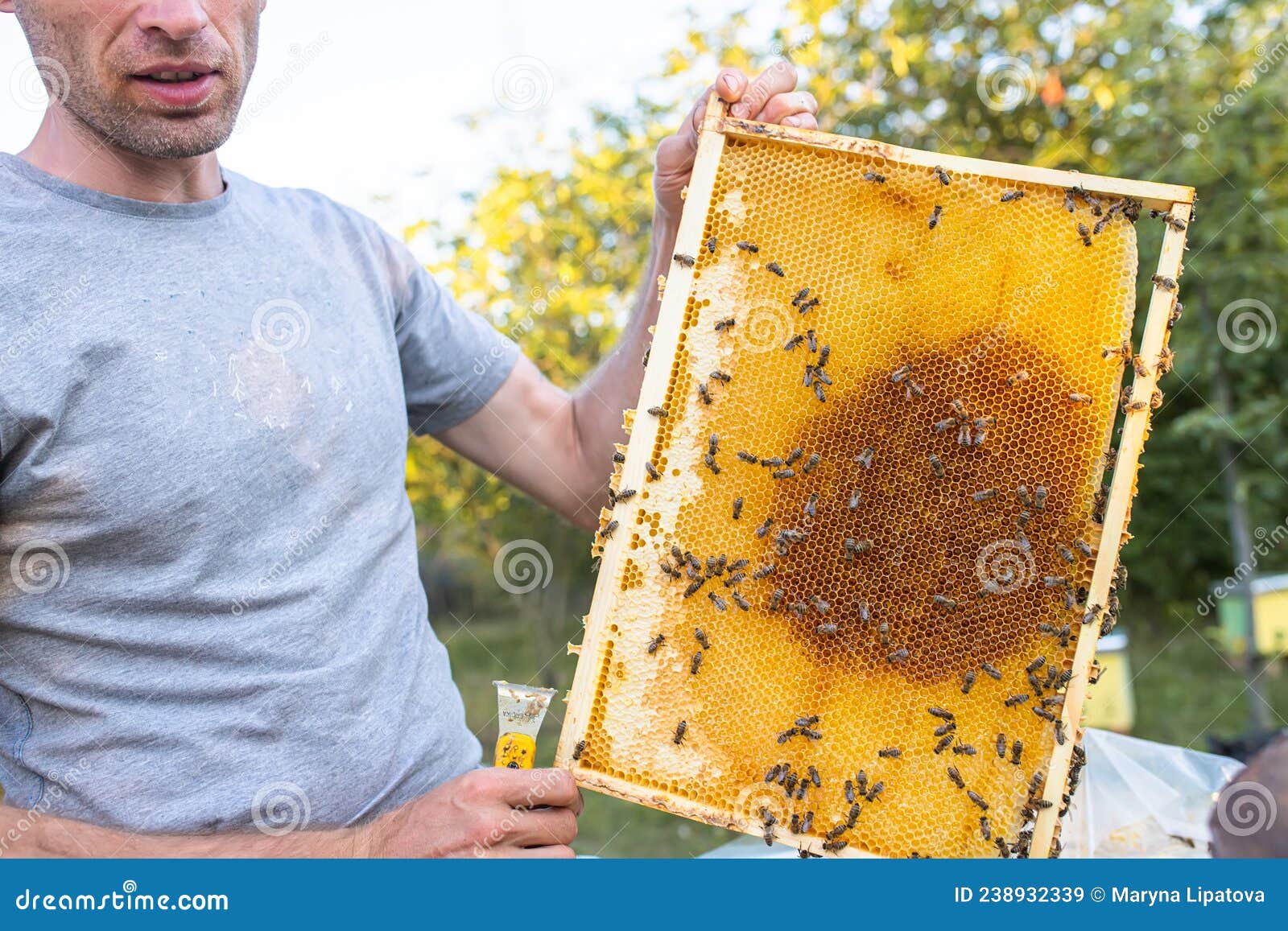 Frames Of A Bee Hive. Beekeeper Harvesting Honey. The Bee Smoker Is ...