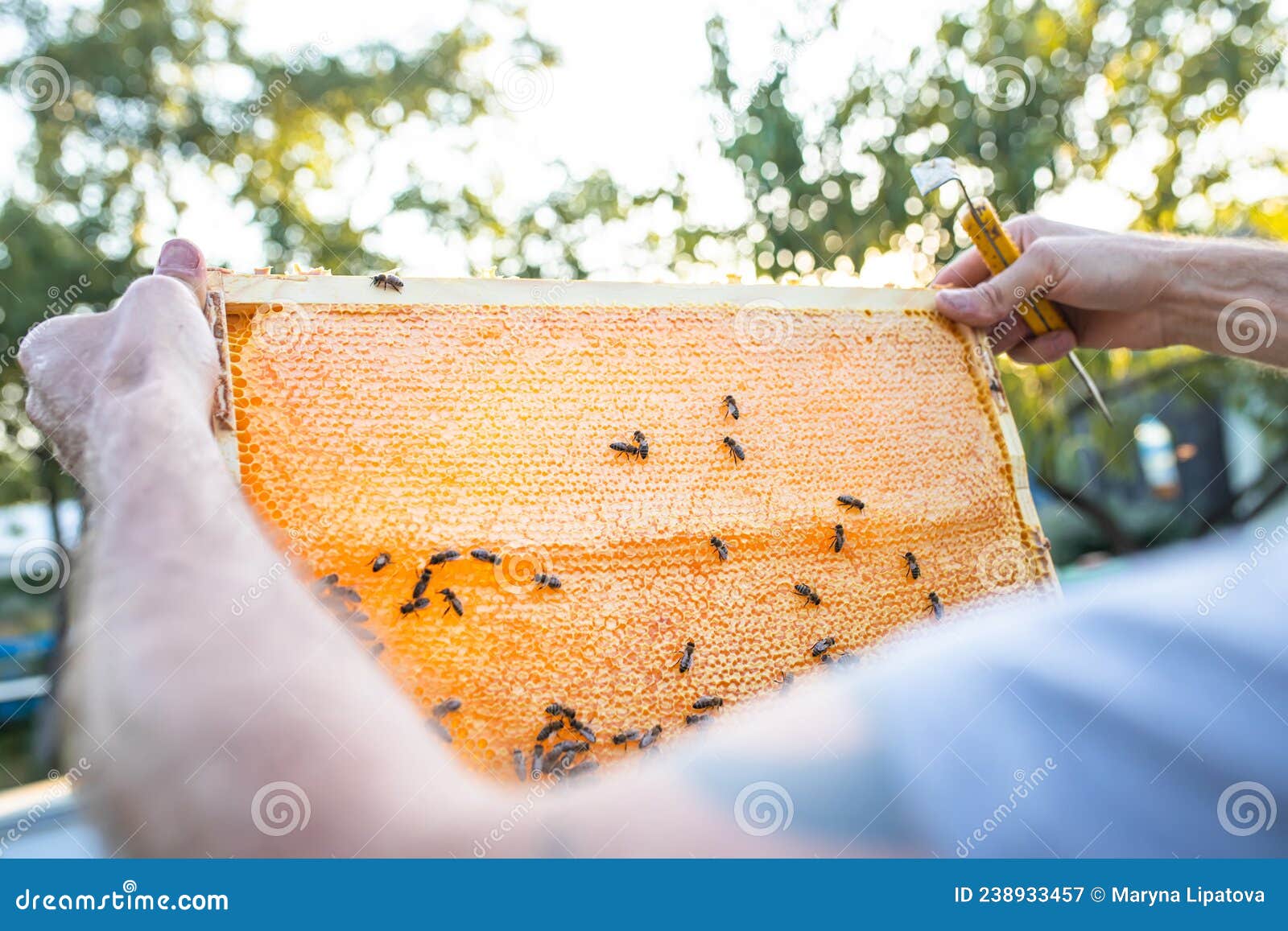 Frames Of A Bee Hive. Beekeeper Harvesting Honey. The Bee Smoker Is ...