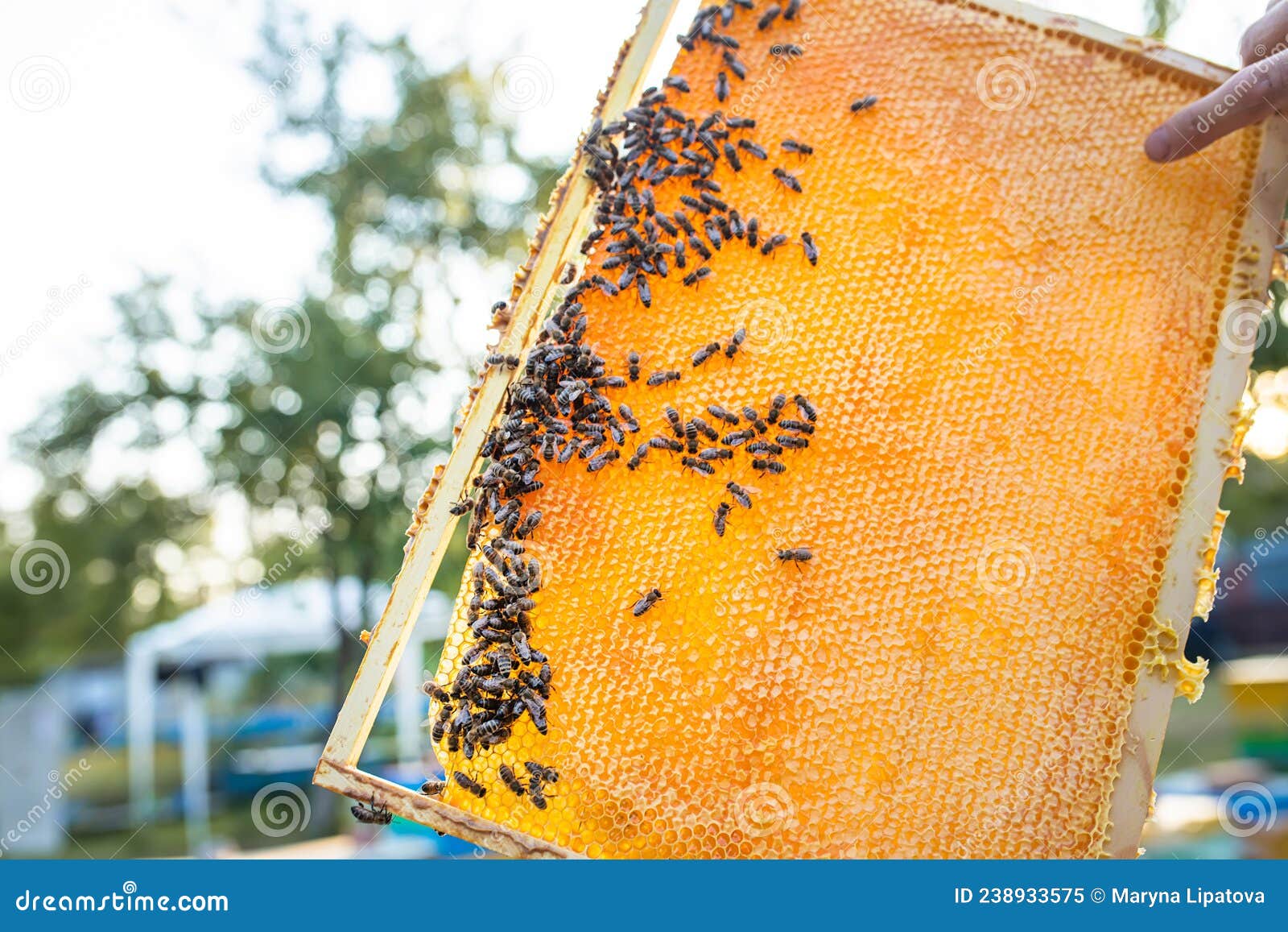 Frames Of A Bee Hive. Beekeeper Harvesting Honey. The Bee Smoker Is ...