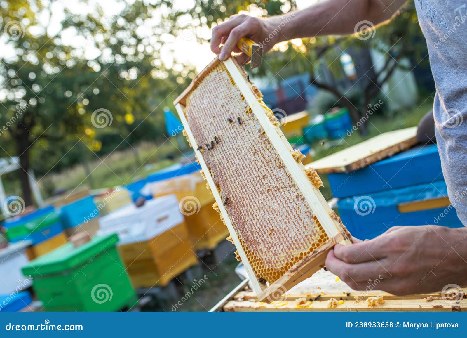 Frames Of A Bee Hive. Beekeeper Harvesting Honey. The Bee Smoker Is ...