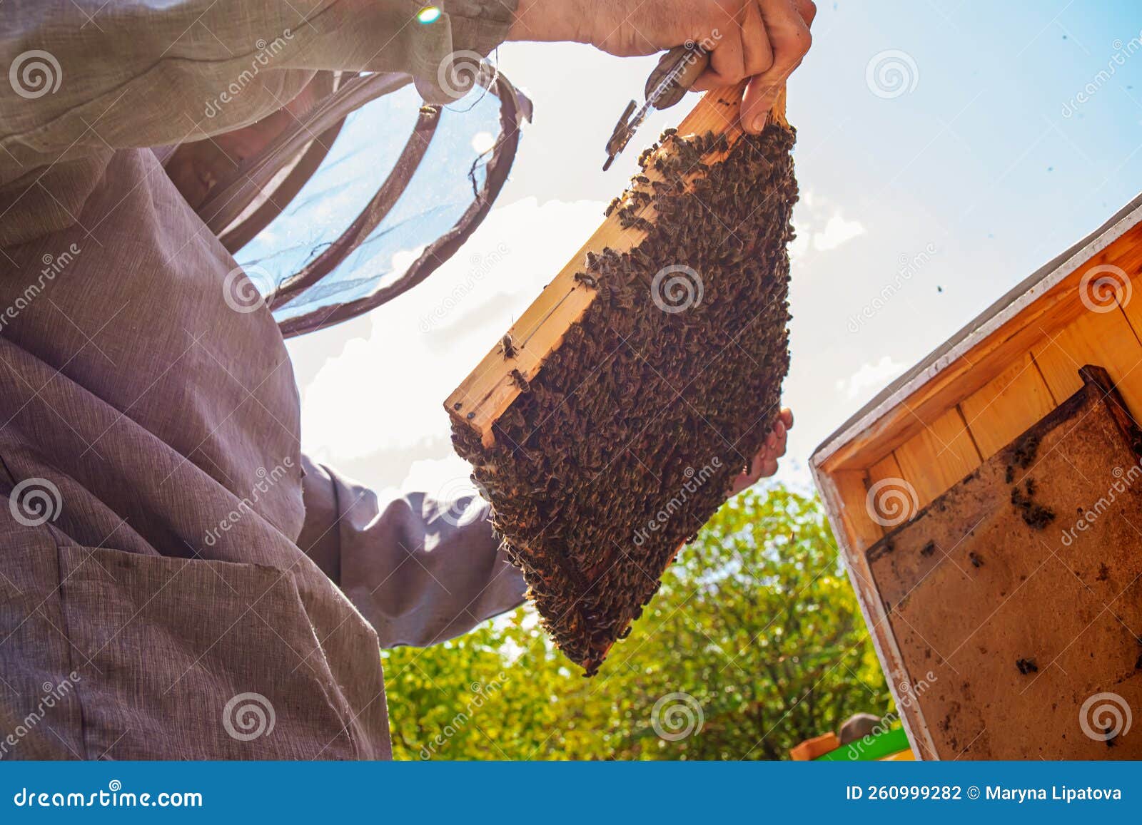 Frames Of A Bee Hive. Beekeeper Harvesting Honey. The Bee Smoker Is ...