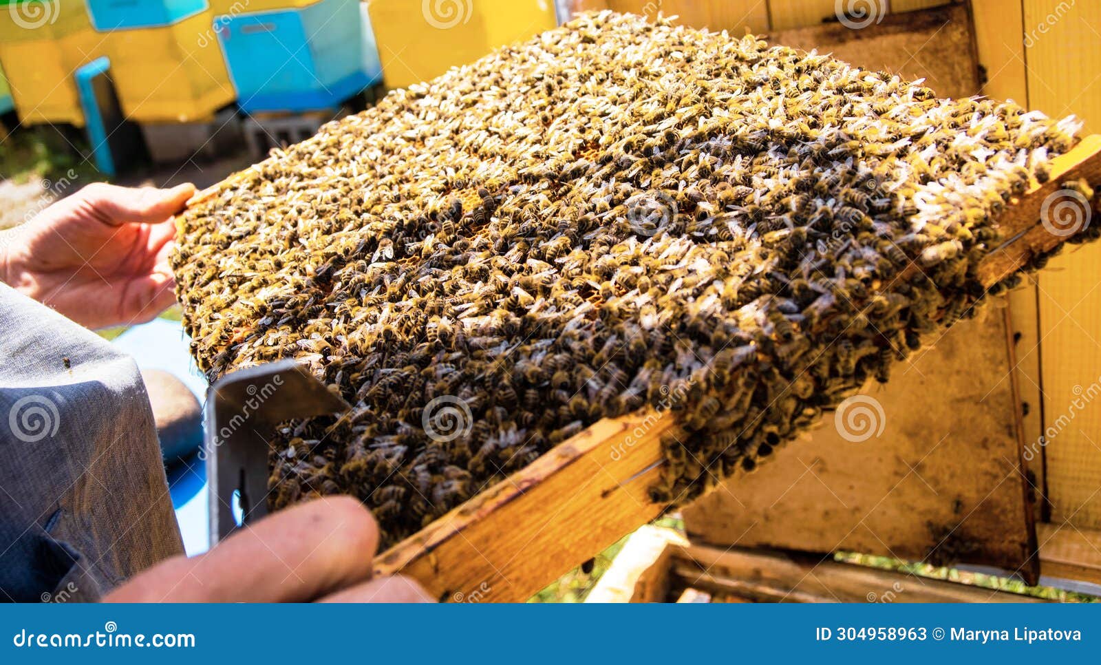 Frames Of A Bee Hive. Beekeeper Harvesting Honey. The Bee Smoker Is ...