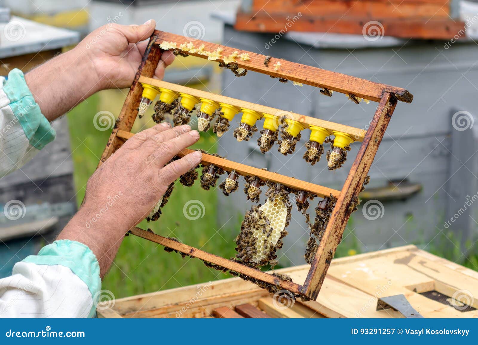 The Beekeeper Inspects a Frame Which Raised New Queen Bees. Karl Jenter ...
