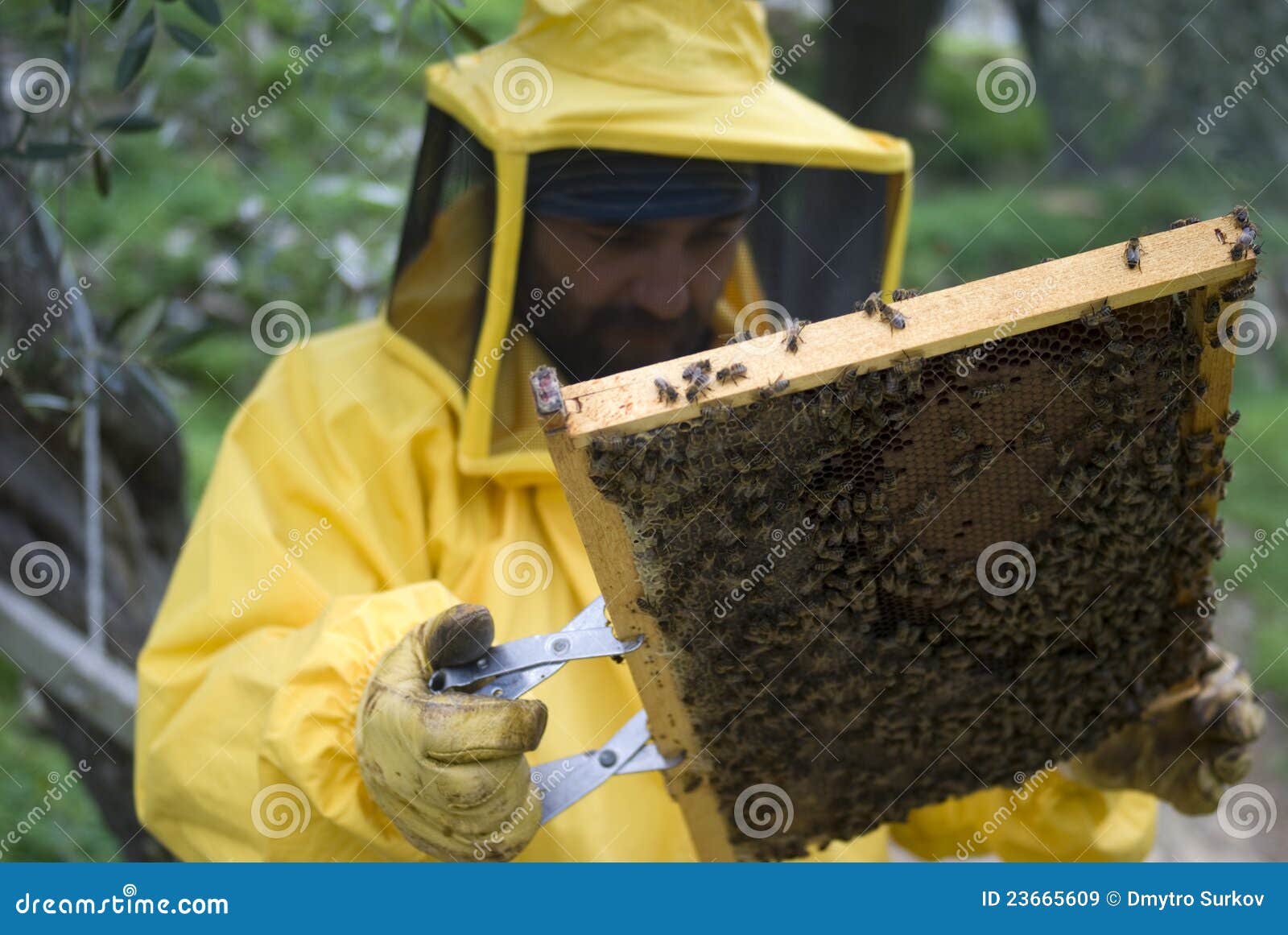 Beekeeper Inspects Honey Comb Stock Image - Image of honeycomb, apiary ...