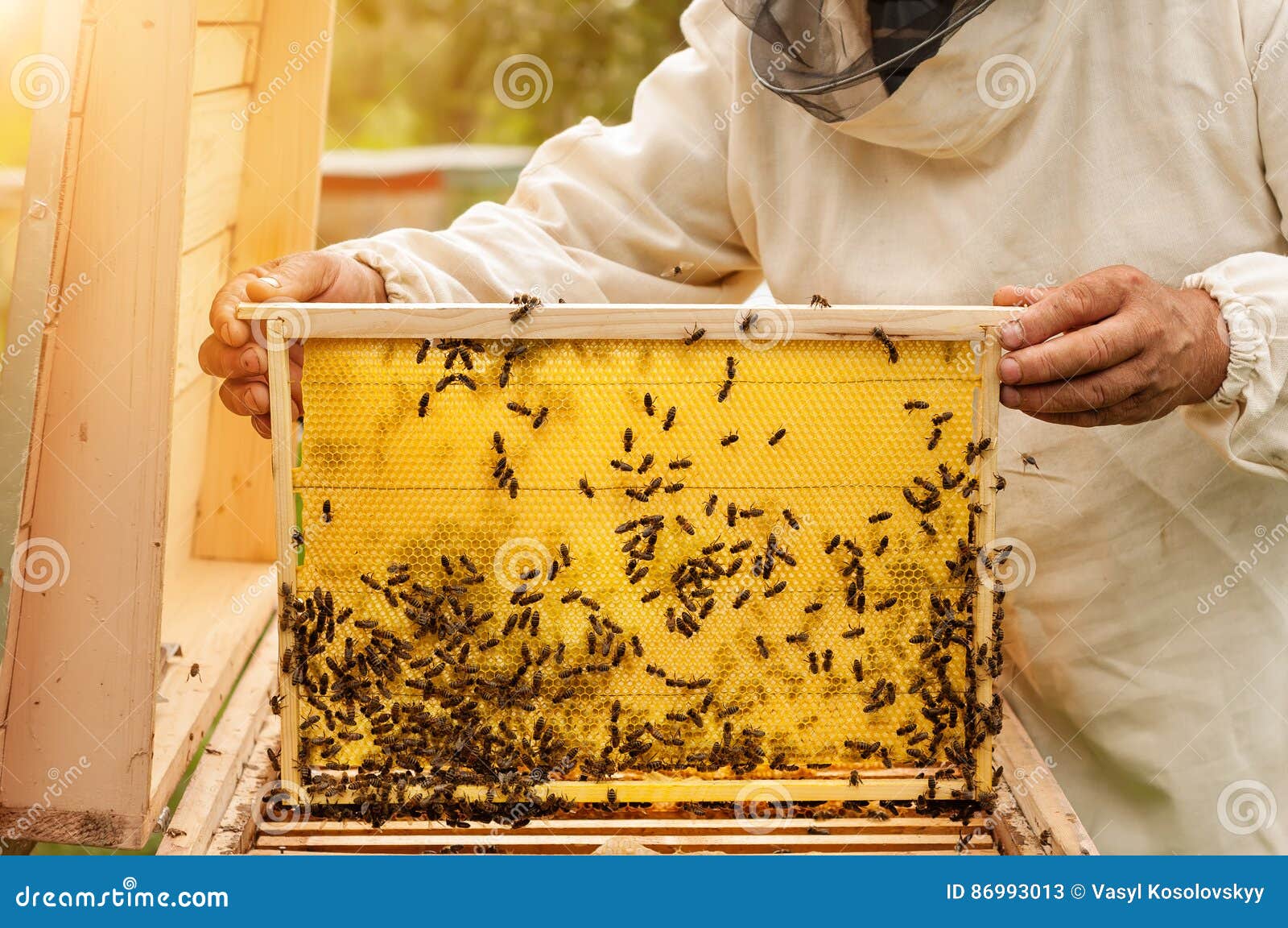 Beekeeper Inspects Honey Comb with Bees. Apiculture. Stock Image ...