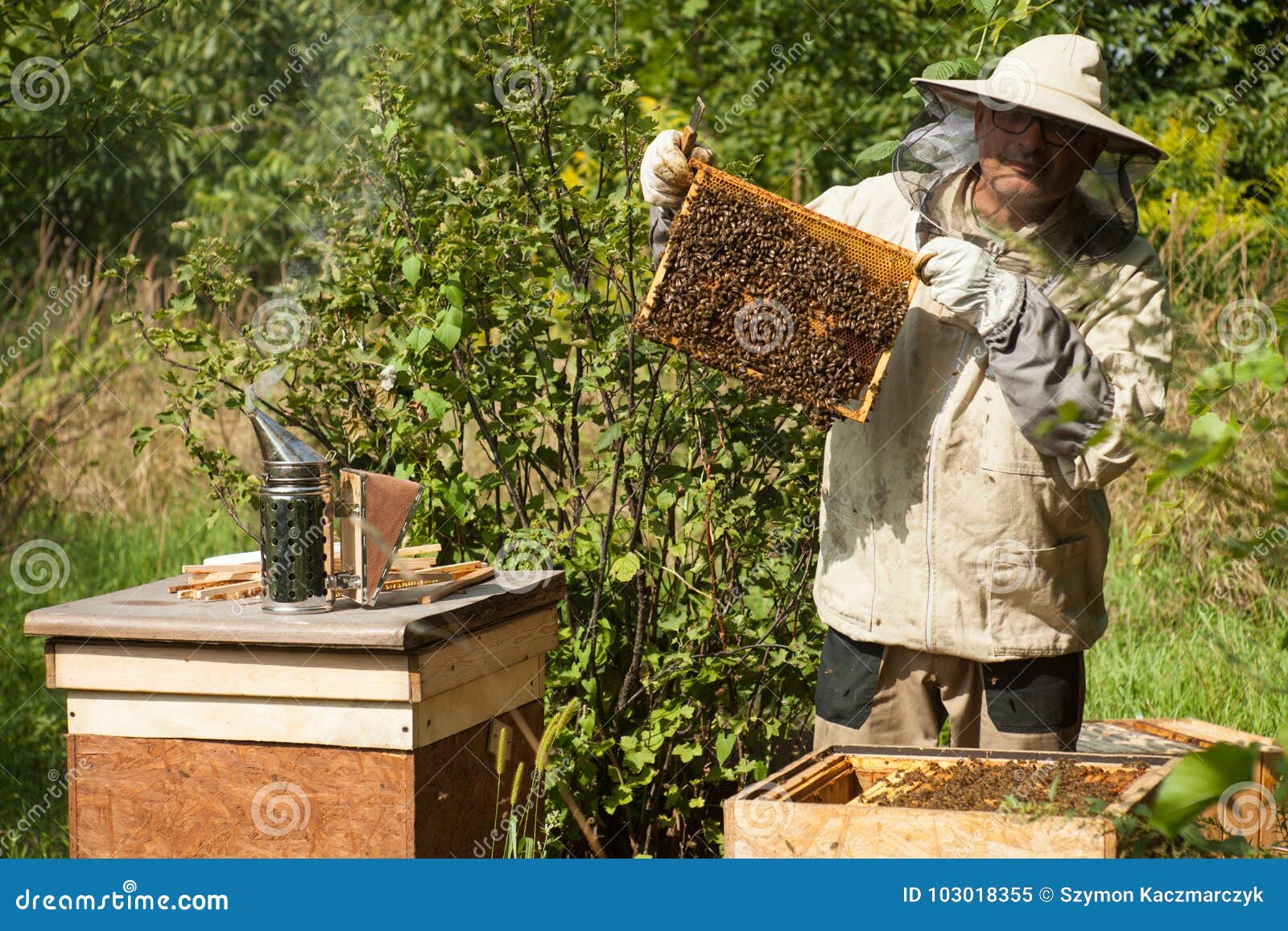 The Beekeeper Looks at the Beehive. Honey Collection and Bee Control ...