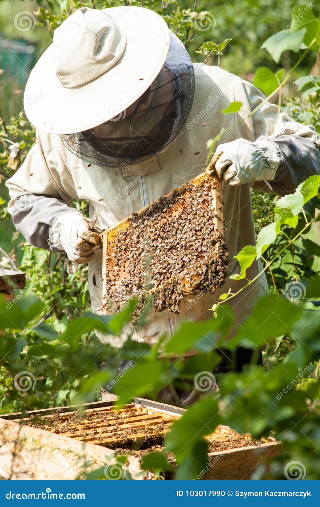 The Beekeeper Looks at the Beehive. Honey Collection and Bee Control ...