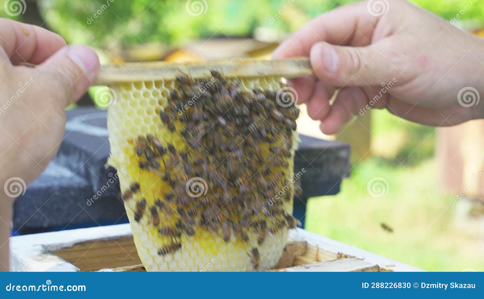 A Beekeeper Looks at a Nesting Frame Made of a Nucleus - a Special Hive ...
