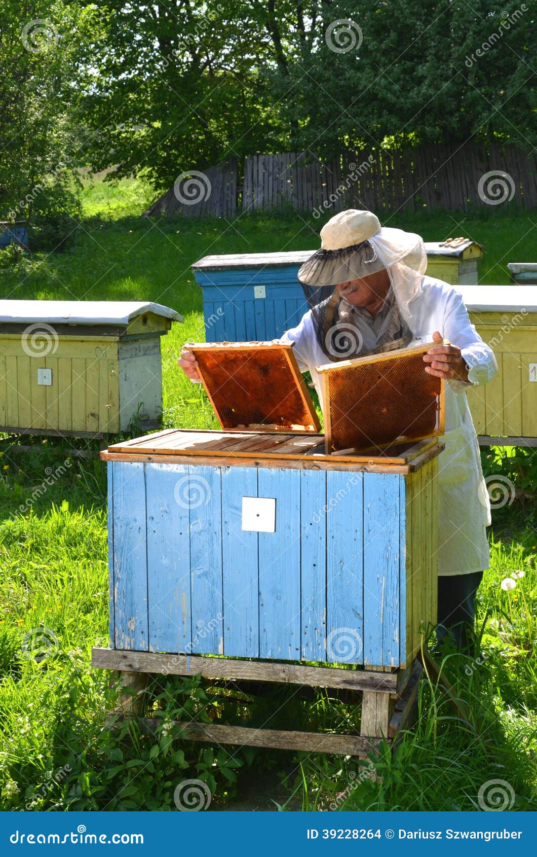 Beekeeper Making Inspection in Apiary Stock Photo - Image of ...